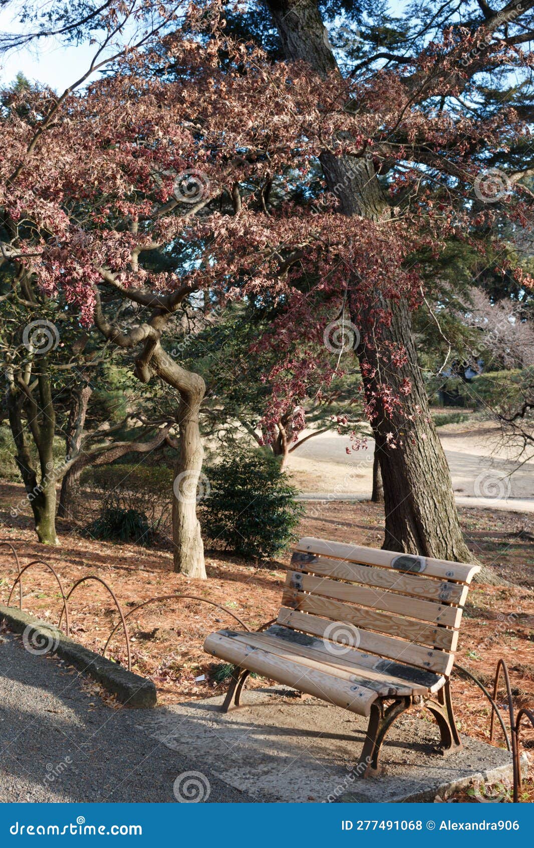 Empty Park Bench in a Public Park Stock Photo - Image of landscape ...