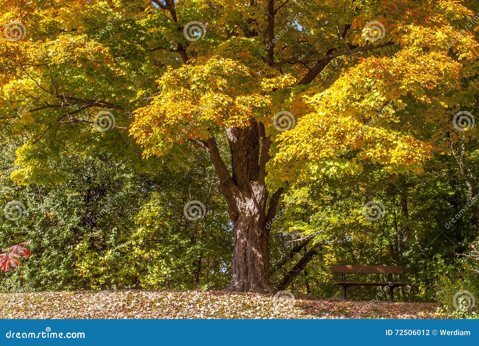 Empty Park Bench Under a Tree in Autumn Stock Photo - Image of mosses ...