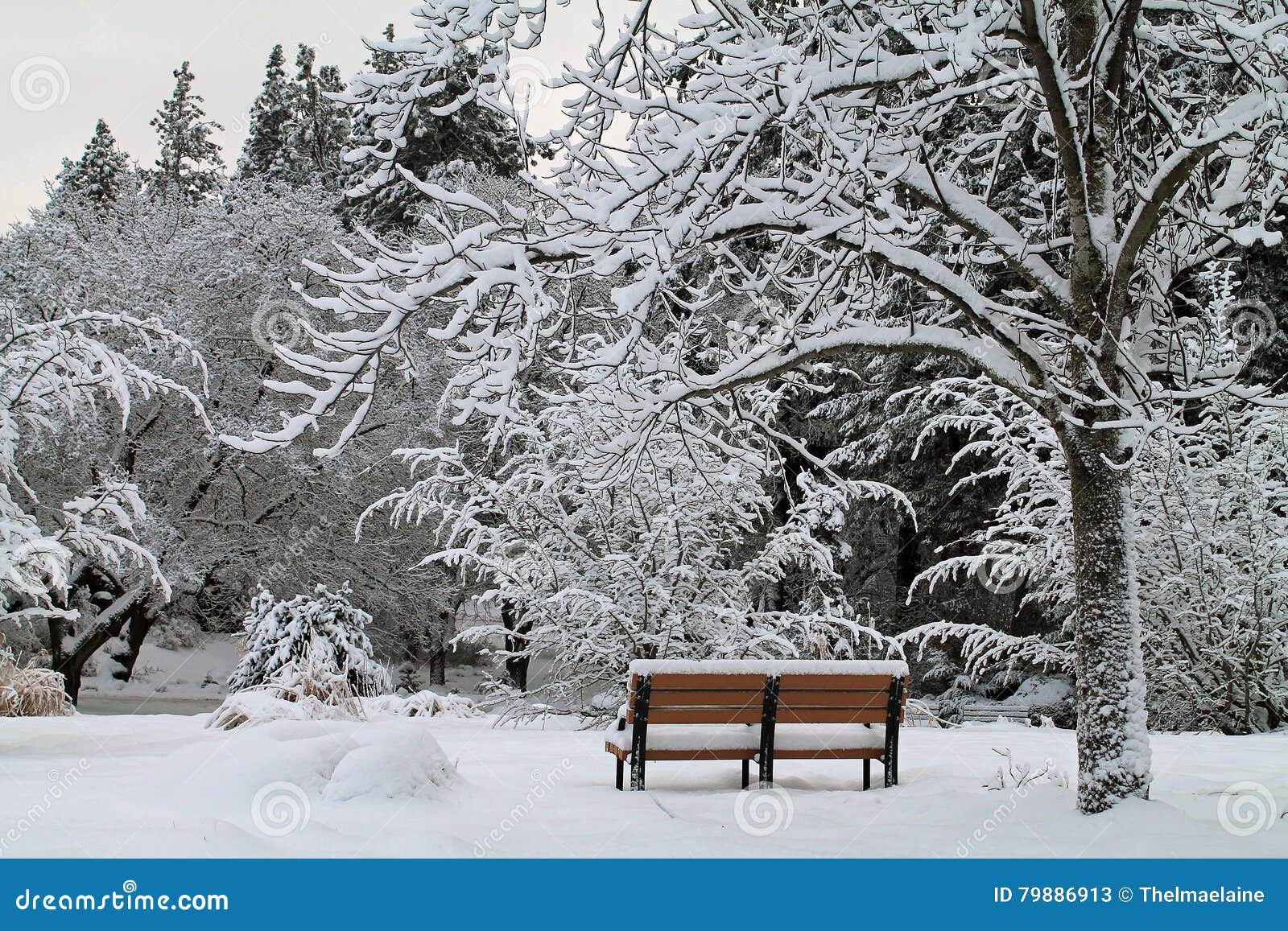 Empty Park Bench in a Winter Forest Stock Image - Image of empty, park ...