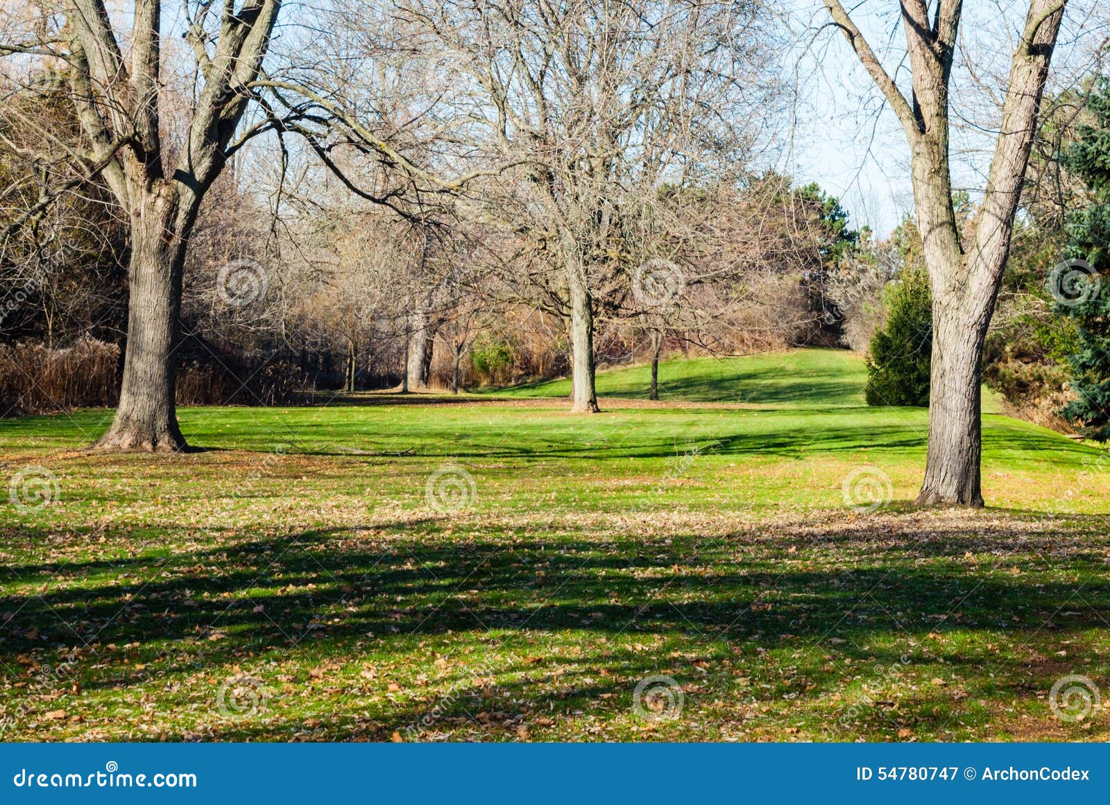 Empty Park Grass Field and Trees Casting Shadows. Stock Image - Image ...