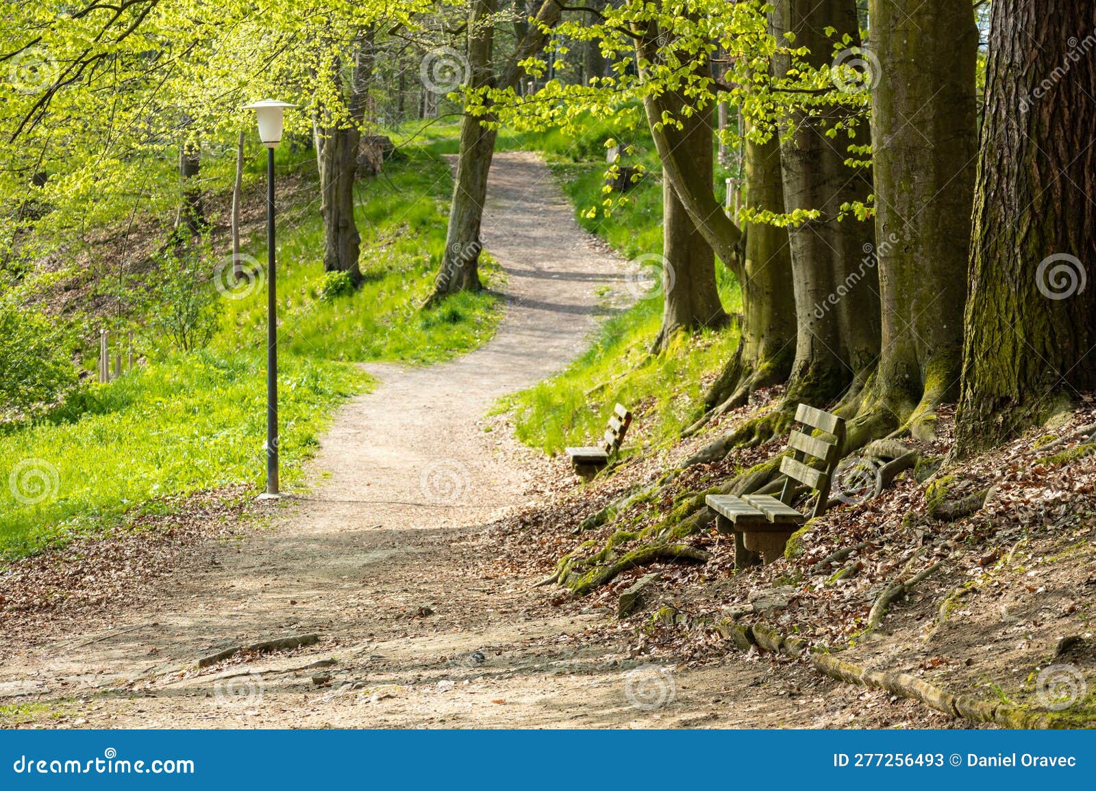 Empty Park with Path and Spring Trees Stock Image - Image of outdoor ...