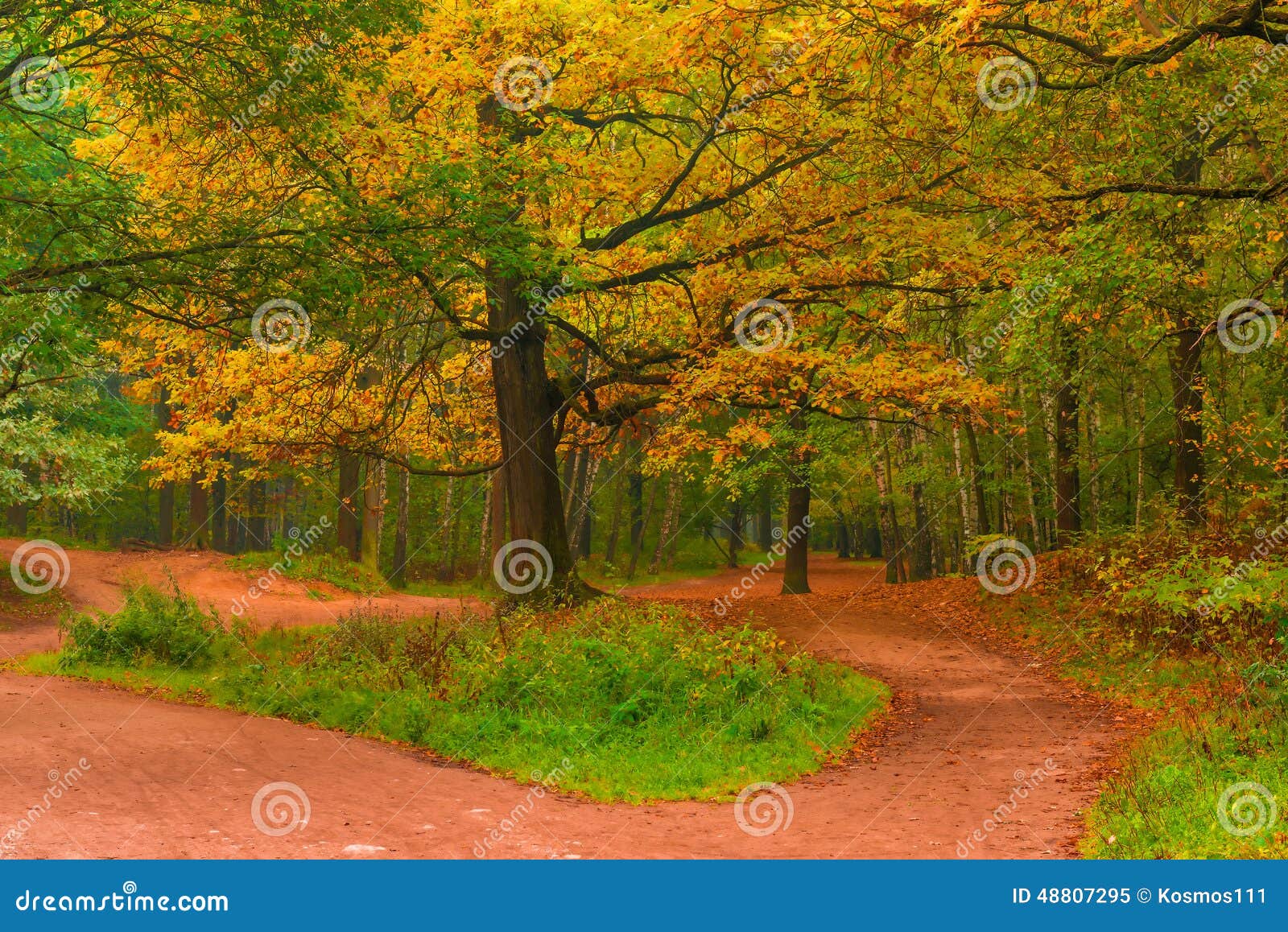 Empty Path in Autumn Forest Stock Image - Image of empty, locations ...