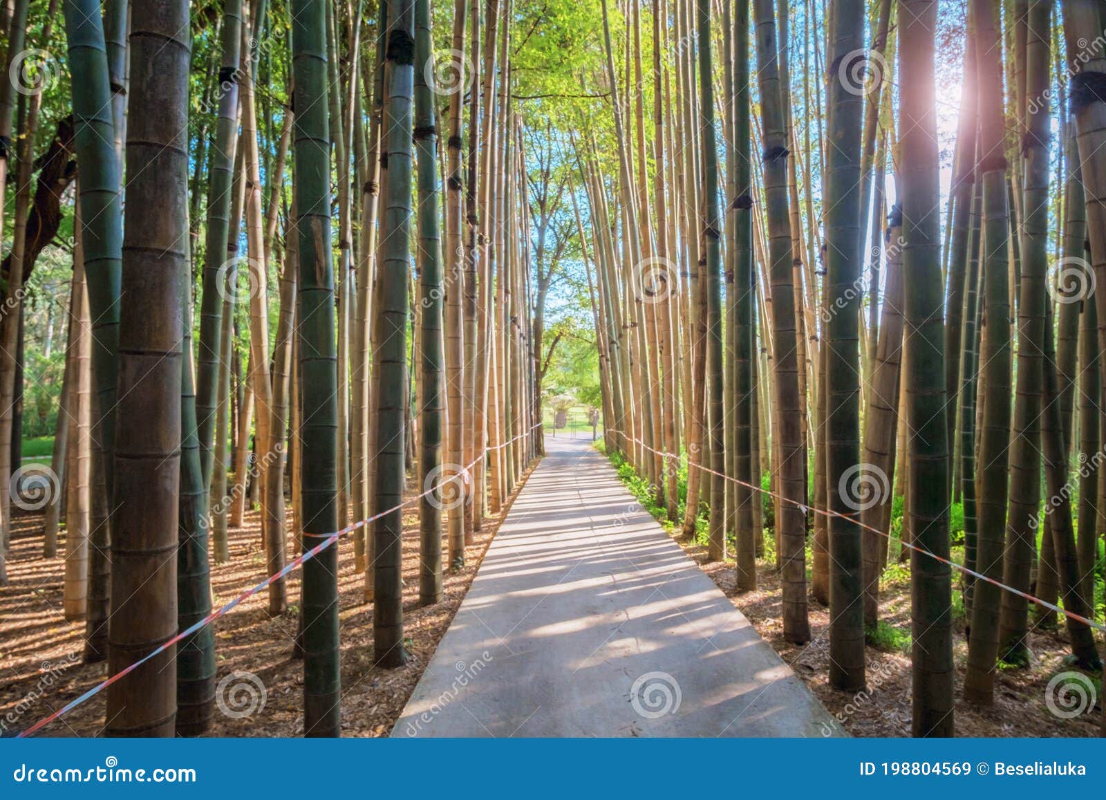 Empty Path through a Bamboo Alley Stock Image - Image of sidewalk ...