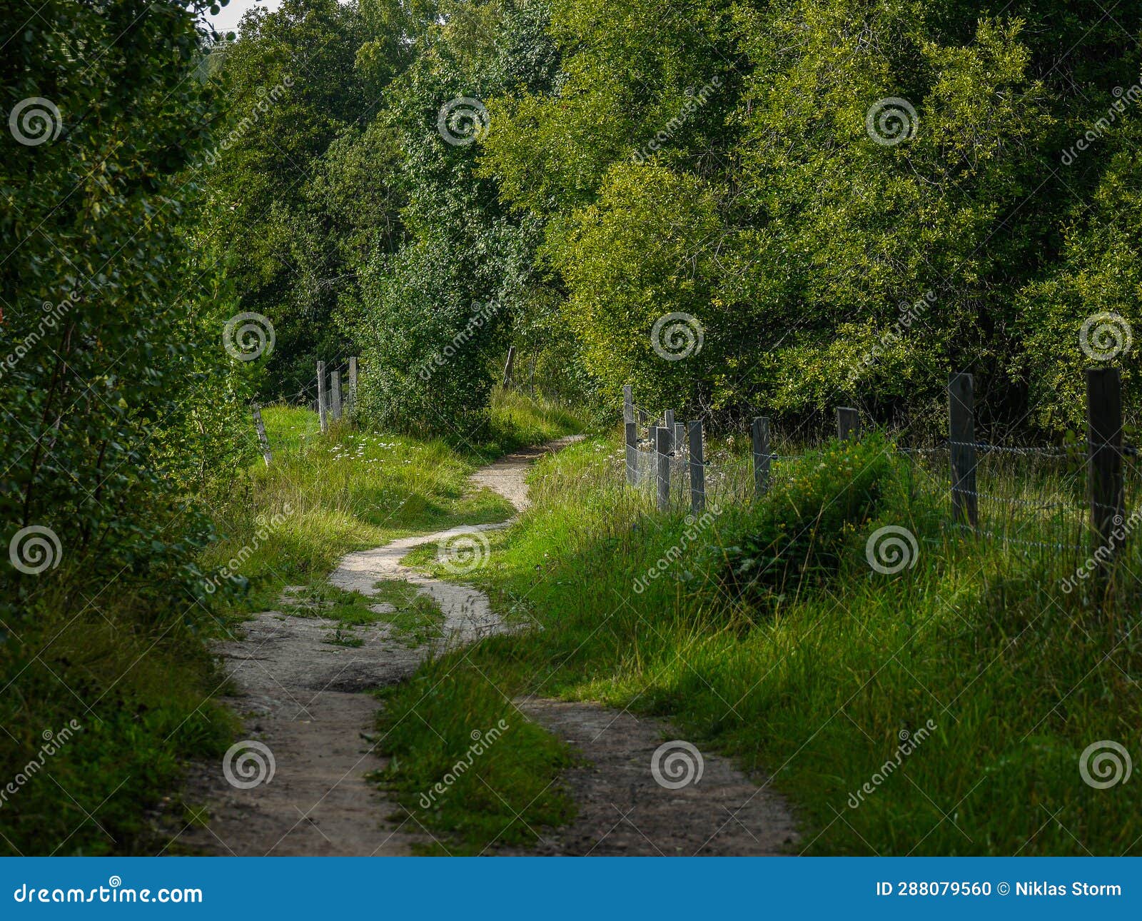 A Empty Path on Field during Summer Stock Photo - Image of plant ...