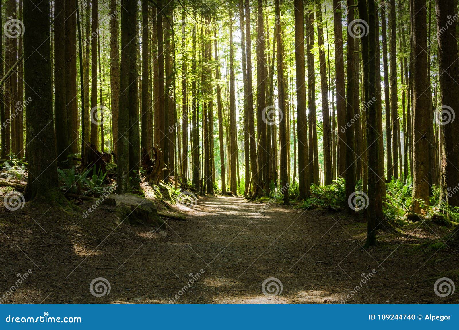 Empty Path through a Forest Stock Photo - Image of filtering, ground ...