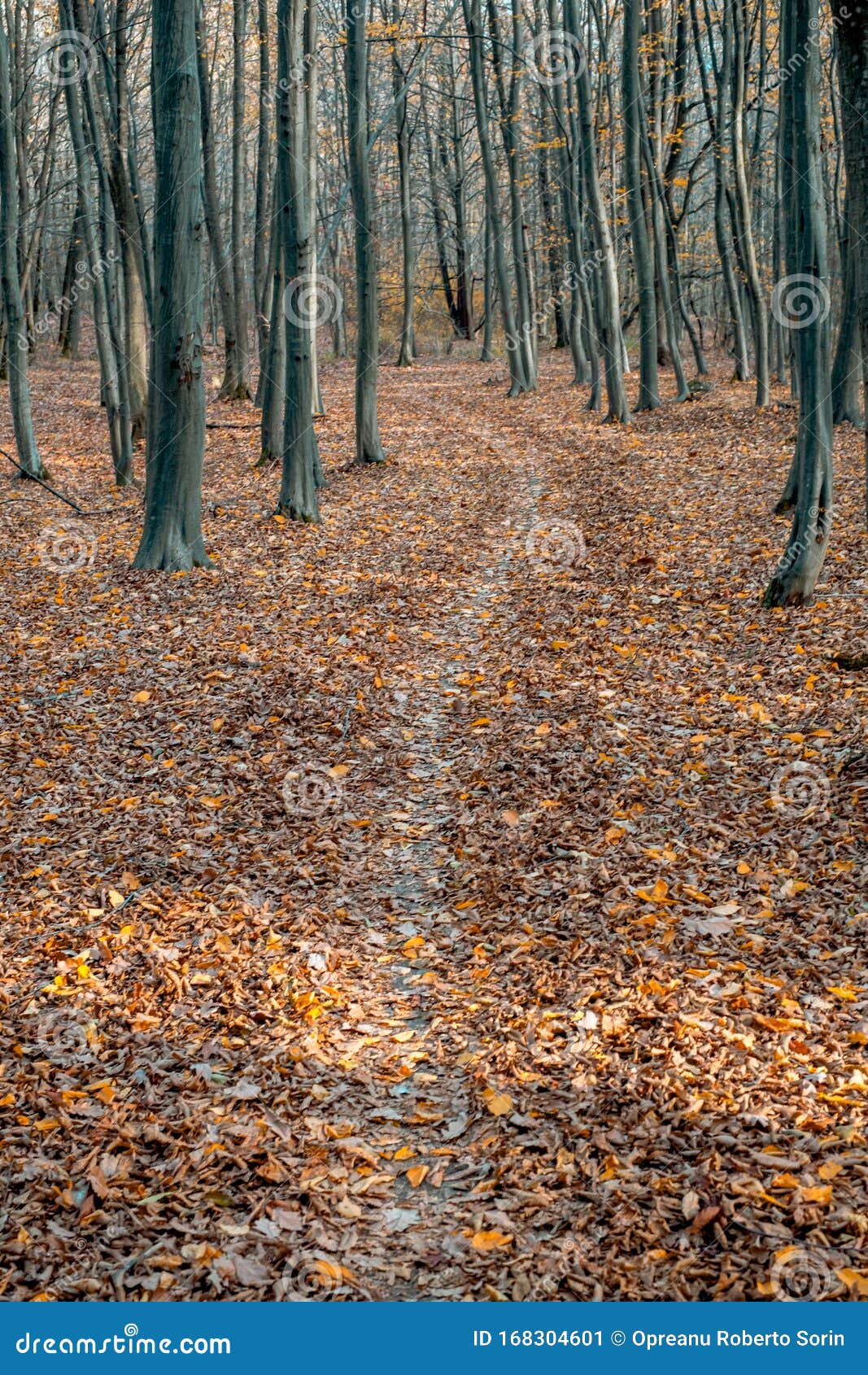 Empty Path through the Forest Stock Image - Image of shadow, casting ...
