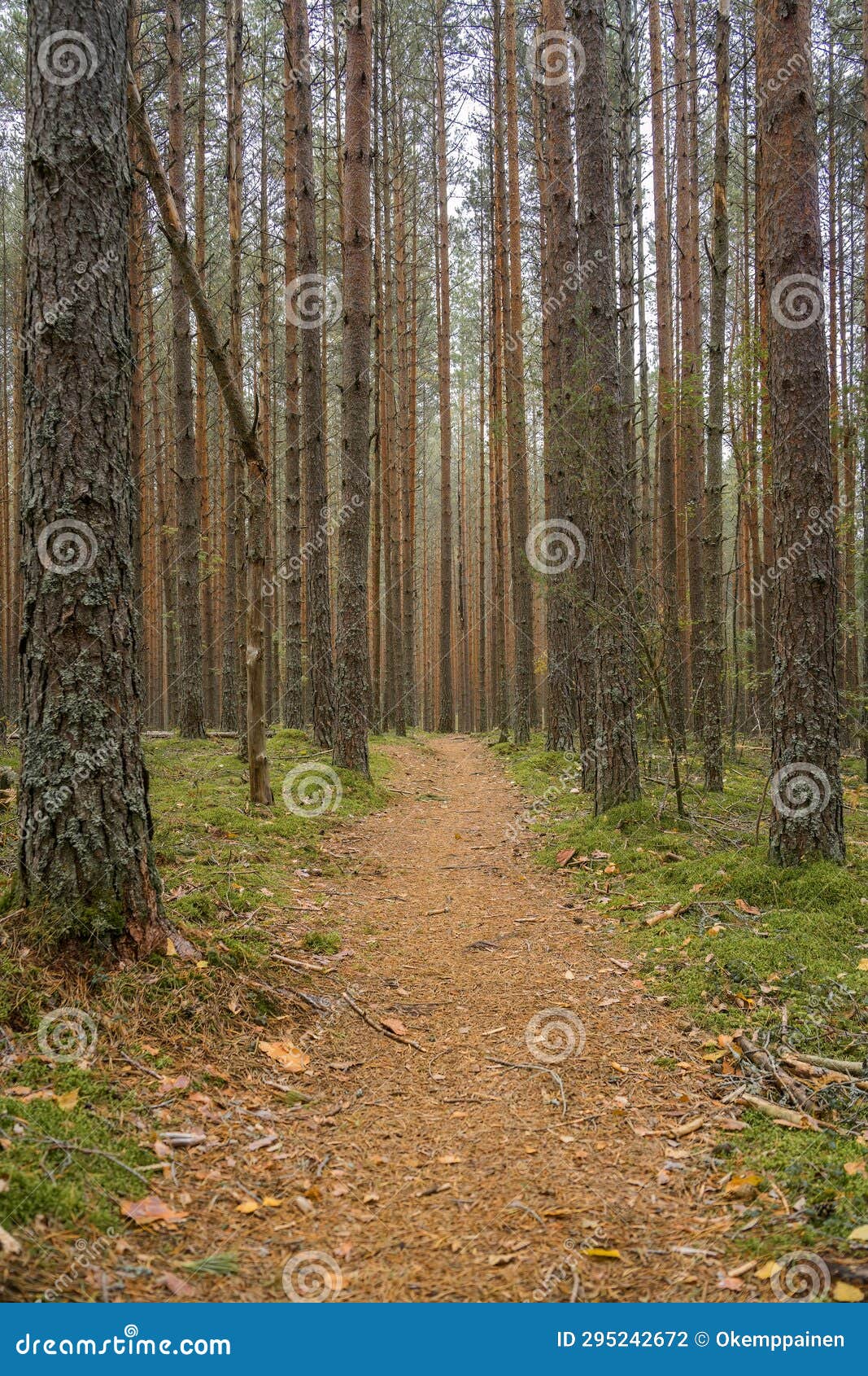 Empty Path through the Forest in Komio Nature Reserve Stock Photo ...