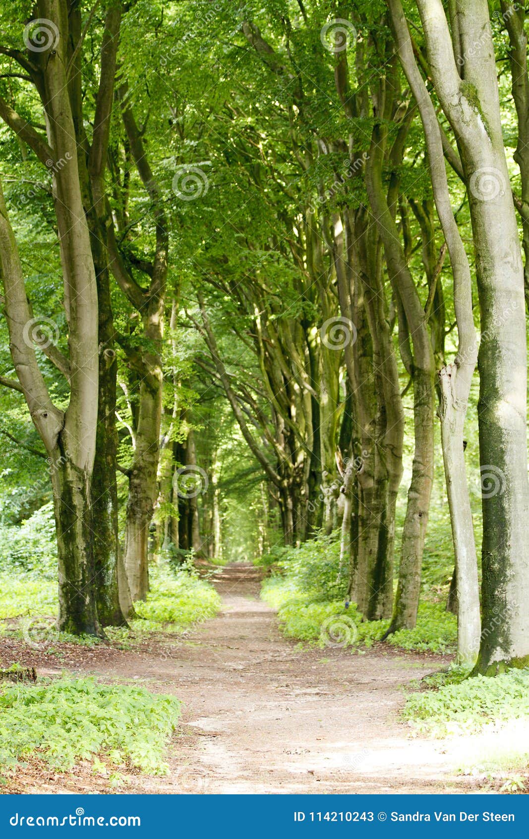 Empty Path in the Forest Surrounded by Trees Stock Image - Image of ...