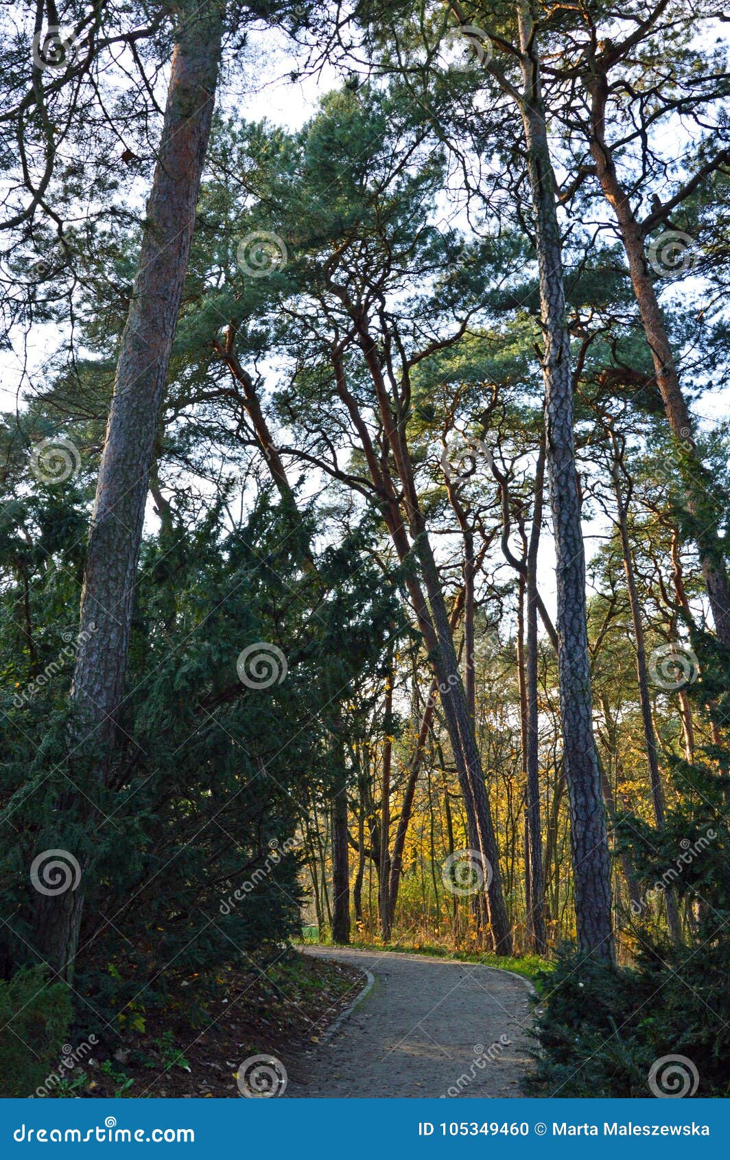 Empty path in a park stock photo. Image of leaning, late - 105349460
