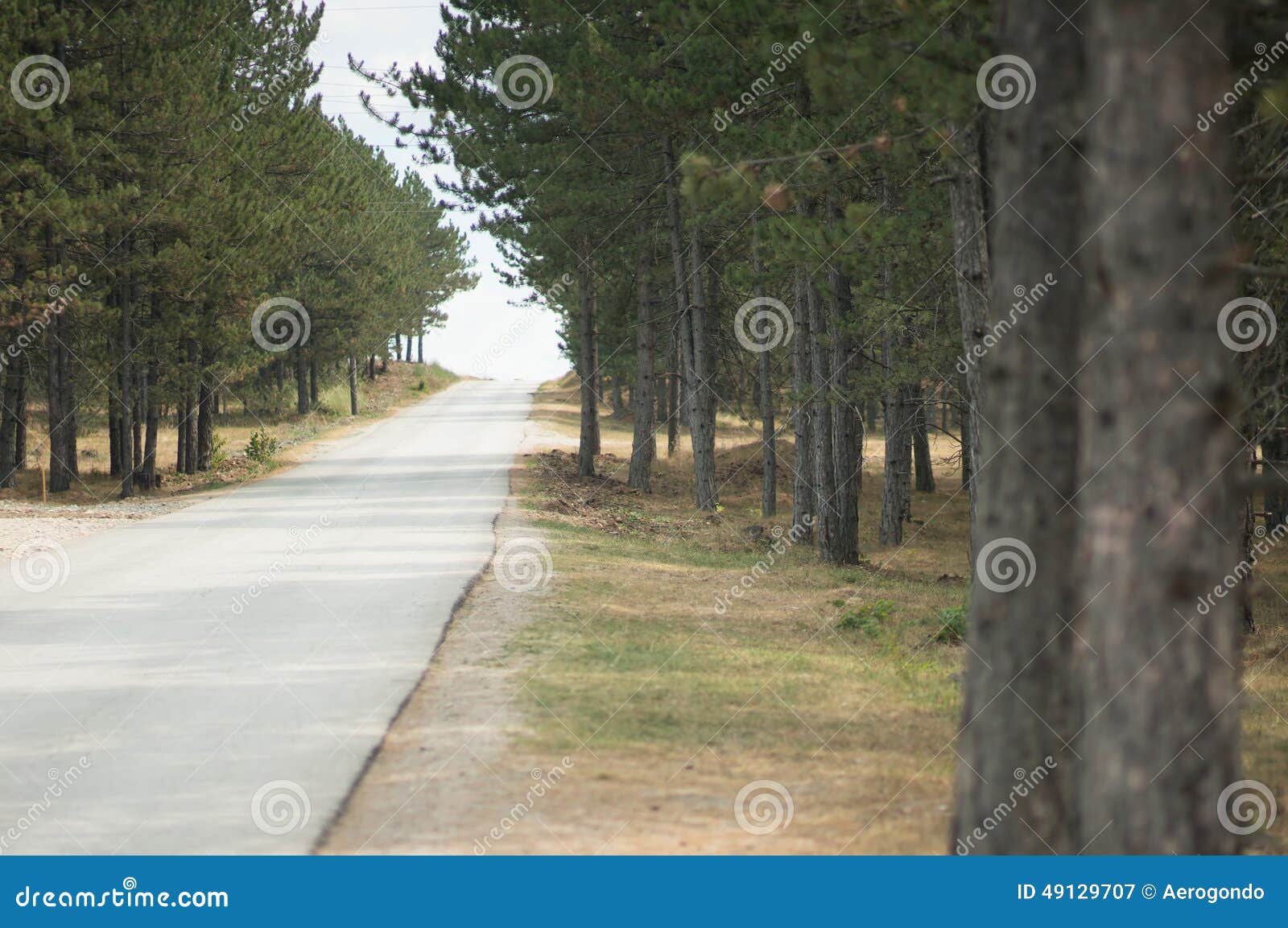 Empty path in park stock image. Image of empty, natural - 49129707