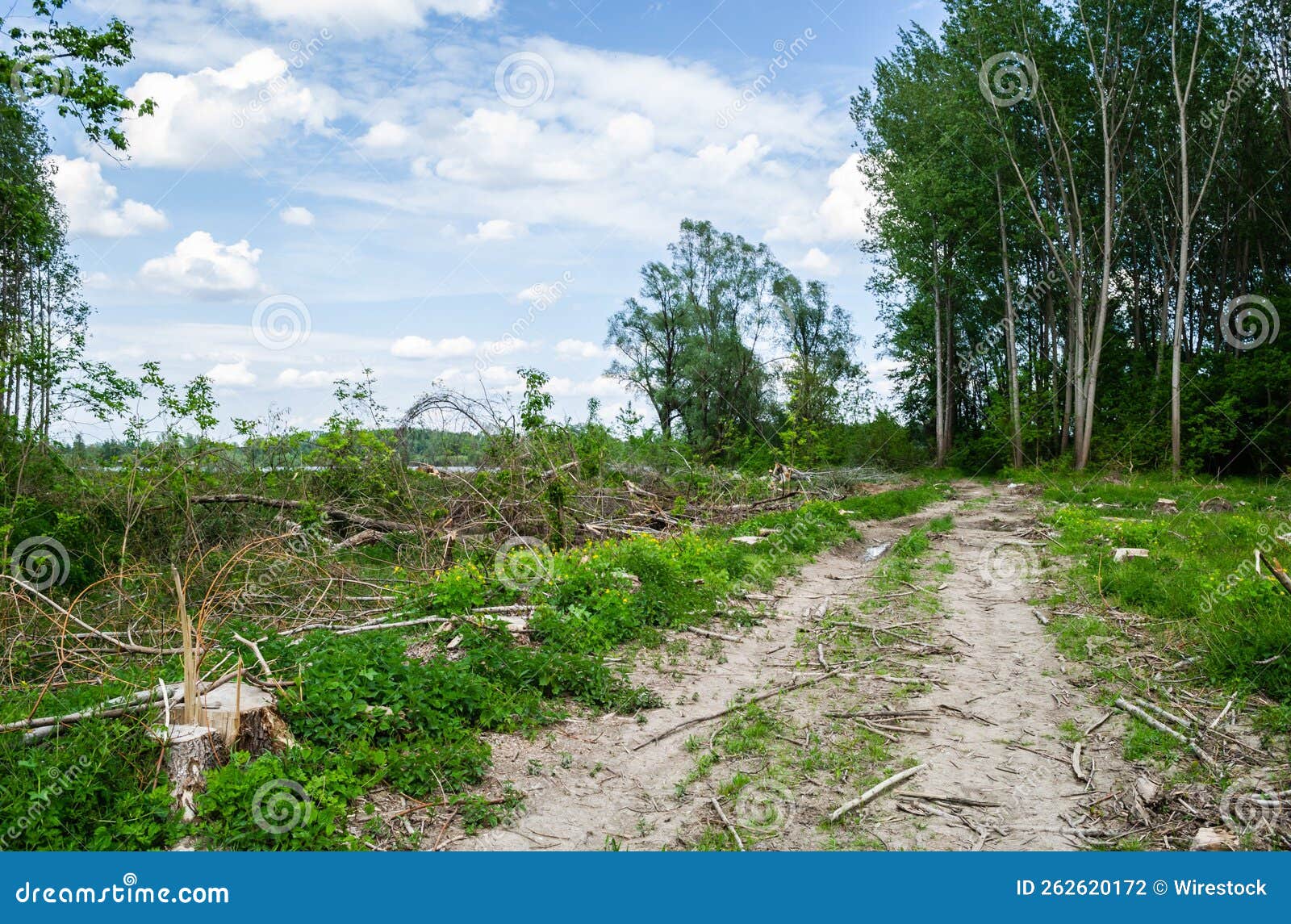Empty Path Stretching Towards the Forest with Felled Tree Branches on ...