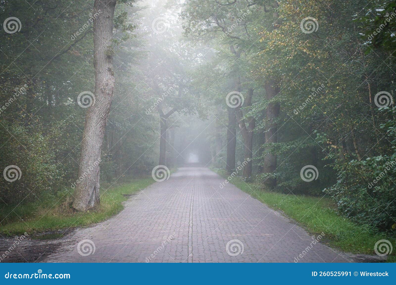 Empty Path Surrounded by Green Vegetation. Moody Atmosphere Stock Image ...