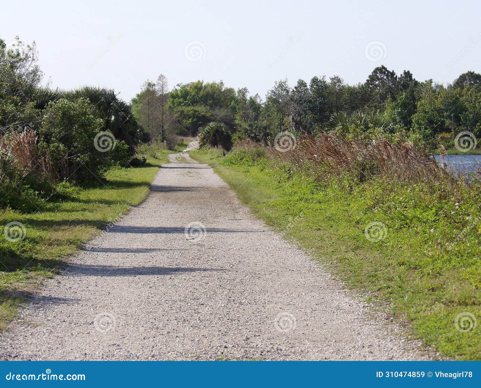 The Empty Pathway Road To the Woods Stock Image - Image of waterway ...