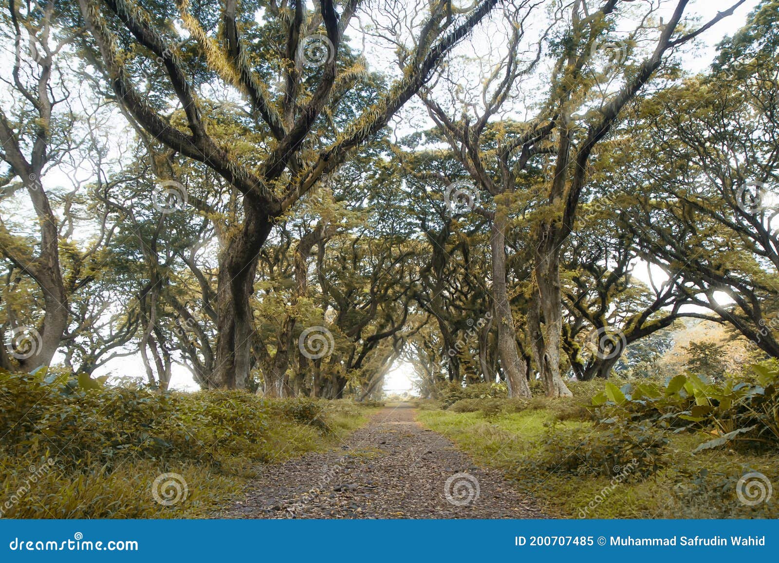 Empty Pathway between Tree at De Djawatan Forest Banyuwangi, East Java ...