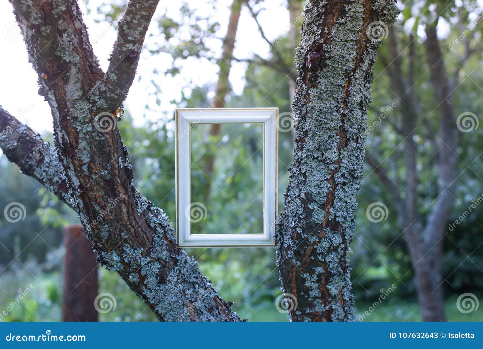 Empty Picture or Photo Frame on a Tree Stock Image - Image of album ...