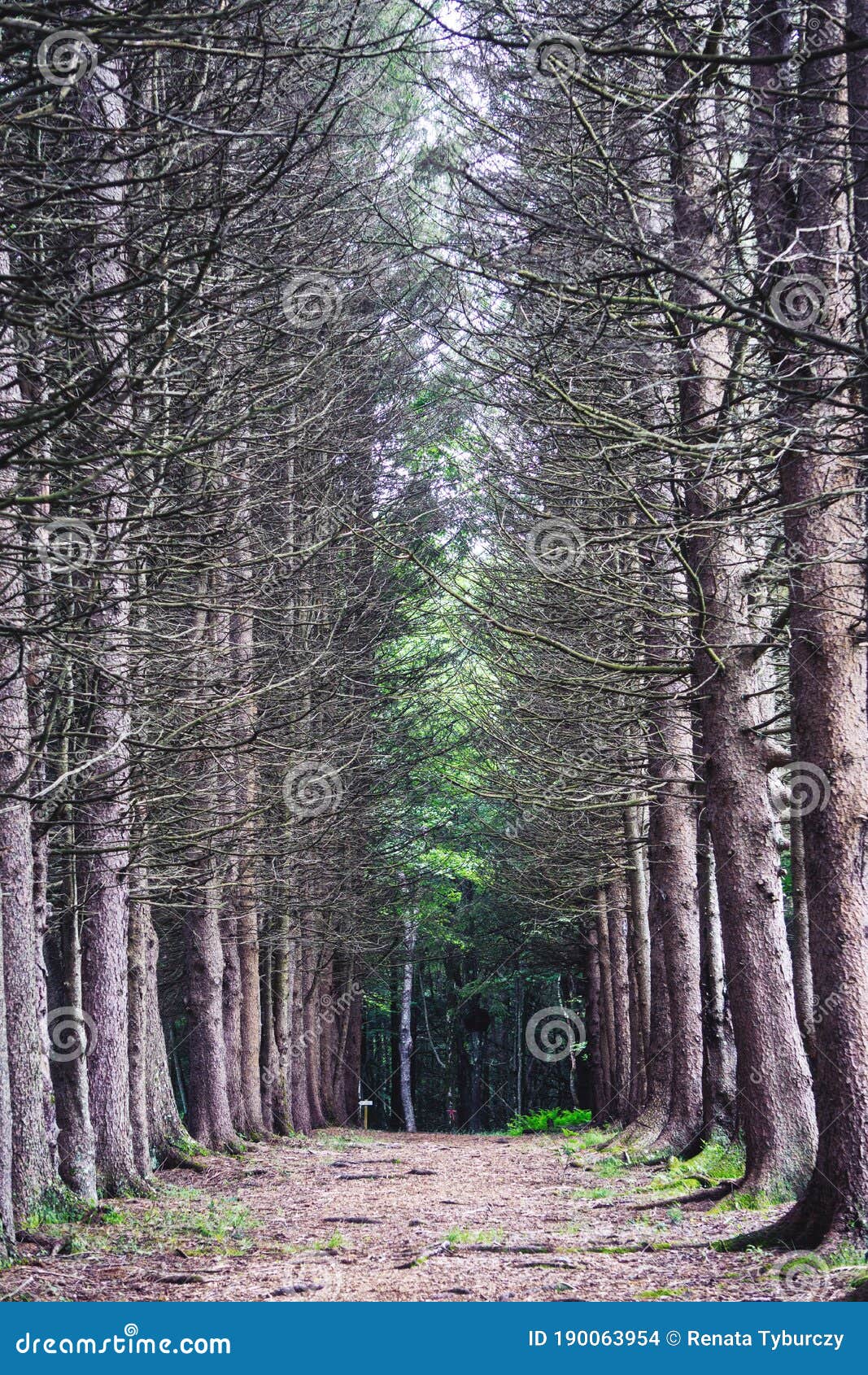 Empty Pine Tree Alley. Beautiful and Mysterious Walkway Lane Path in ...