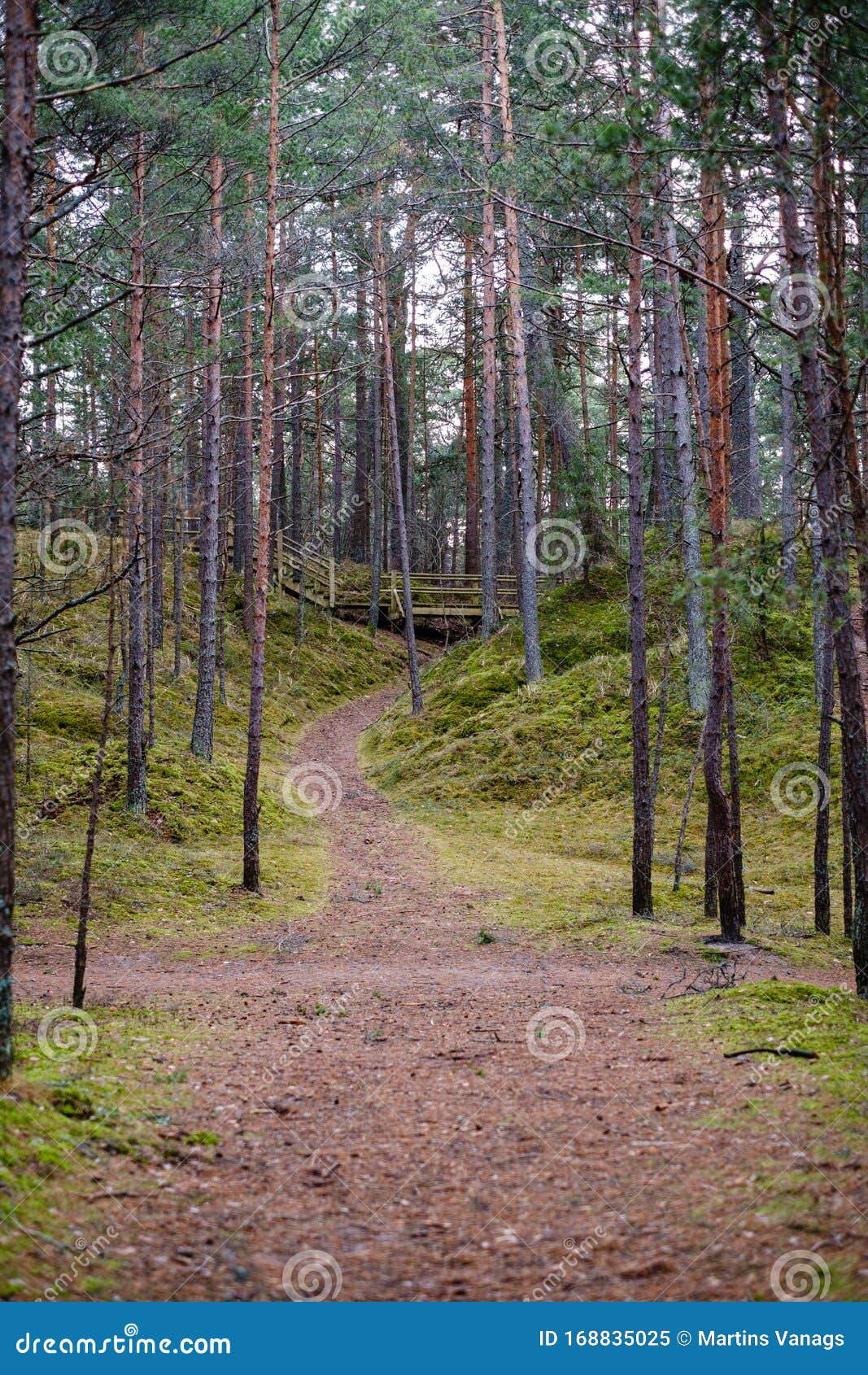 Empty Pine Tree Forest in Late Autumn Stock Image - Image of leaf, road ...