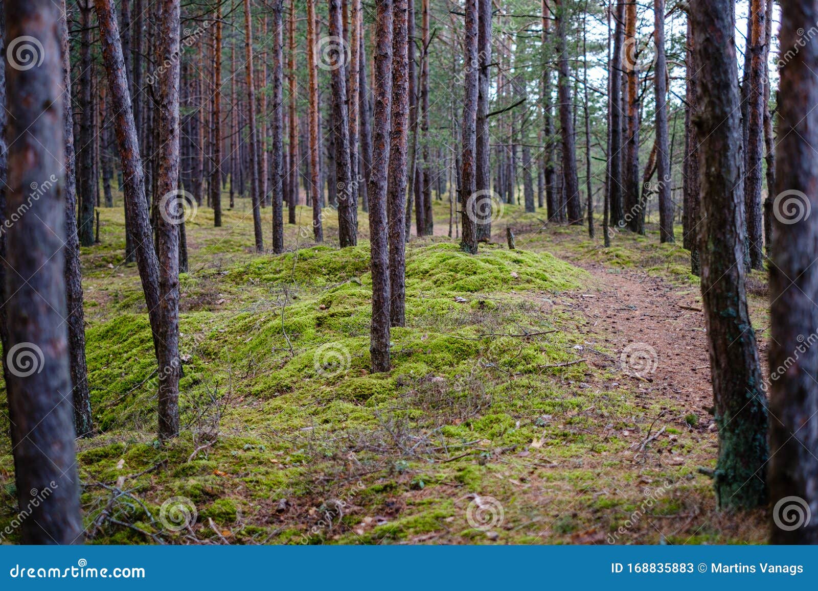 Empty Pine Tree Forest in Late Autumn Stock Image - Image of conifer ...