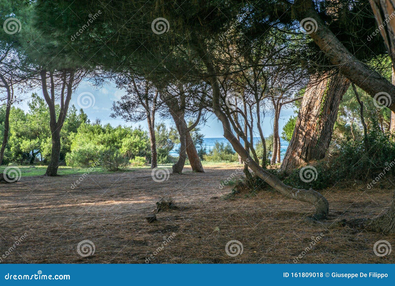 The Empty Pine Trees Forest in Tuscany Near the Baratti Gulf - 8 Stock ...