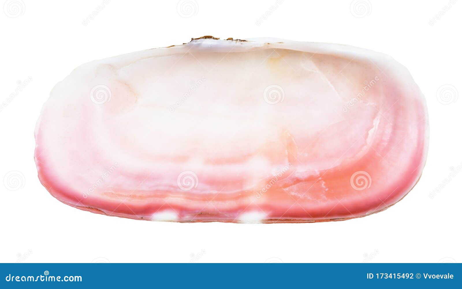 Empty Pink Shell of Isolated on White Stock Photo - Image of nature ...