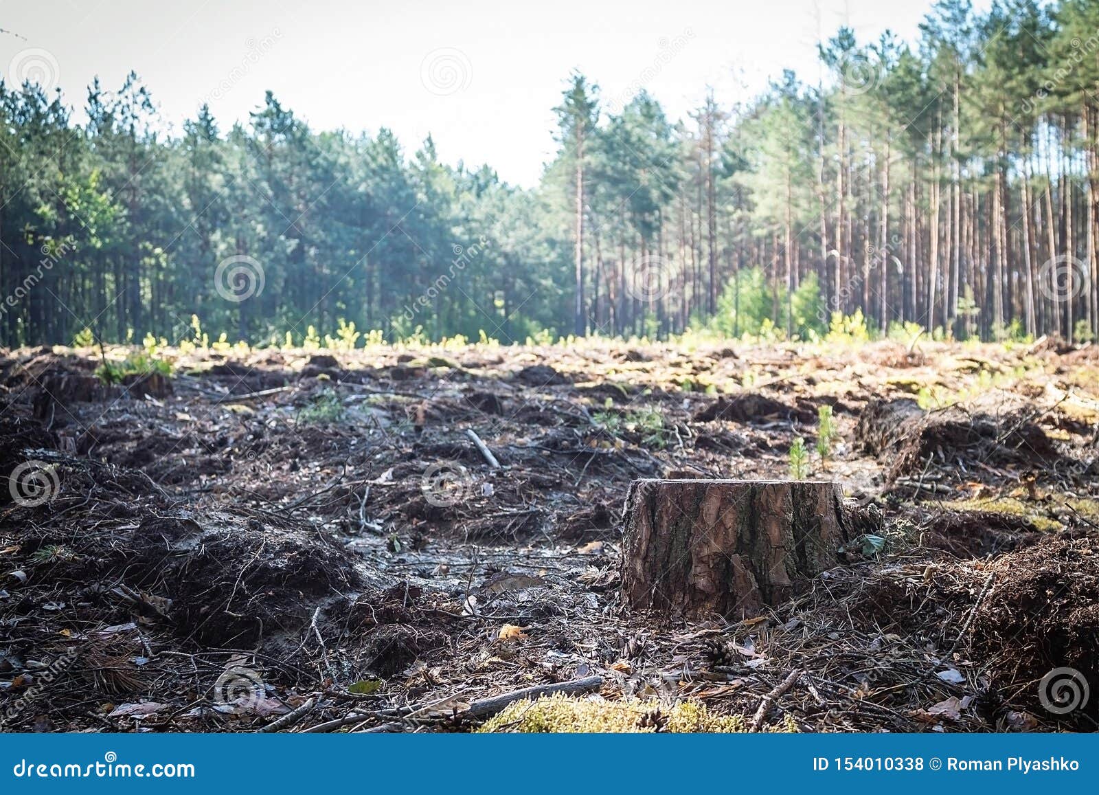 An Empty Plot of Forest. an Empty Stump on the Background of a Carved ...