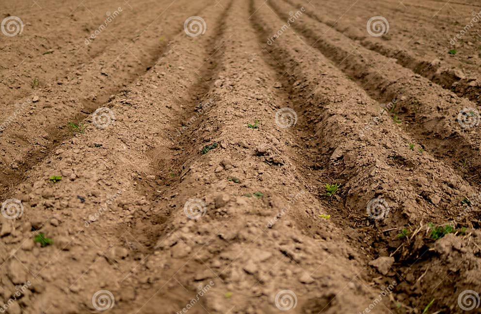 Empty plowed field stock image. Image of plowed, earth - 146577689