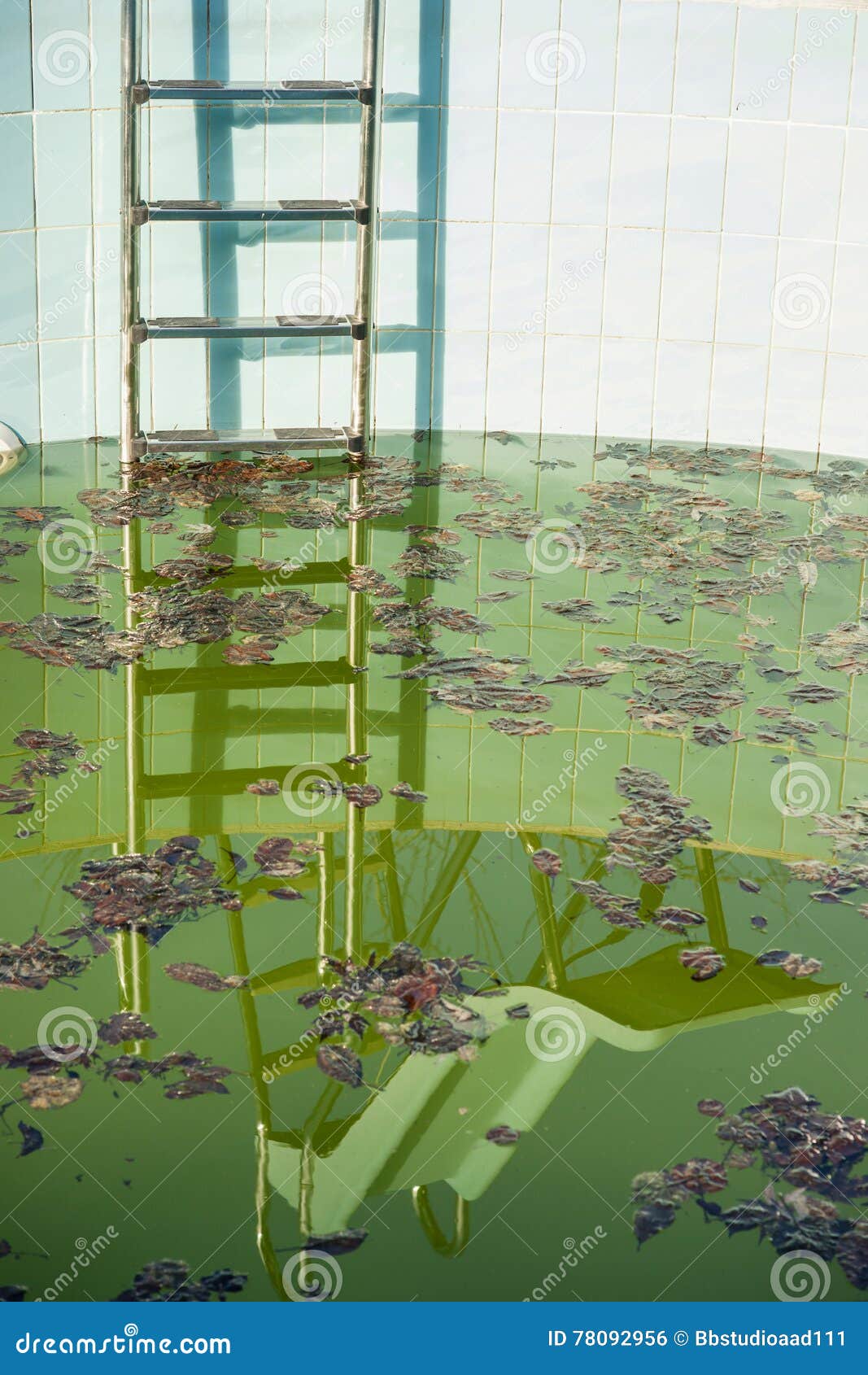 Almost Empty Pool with Dirty Water and Ladder Stock Photo - Image of ...