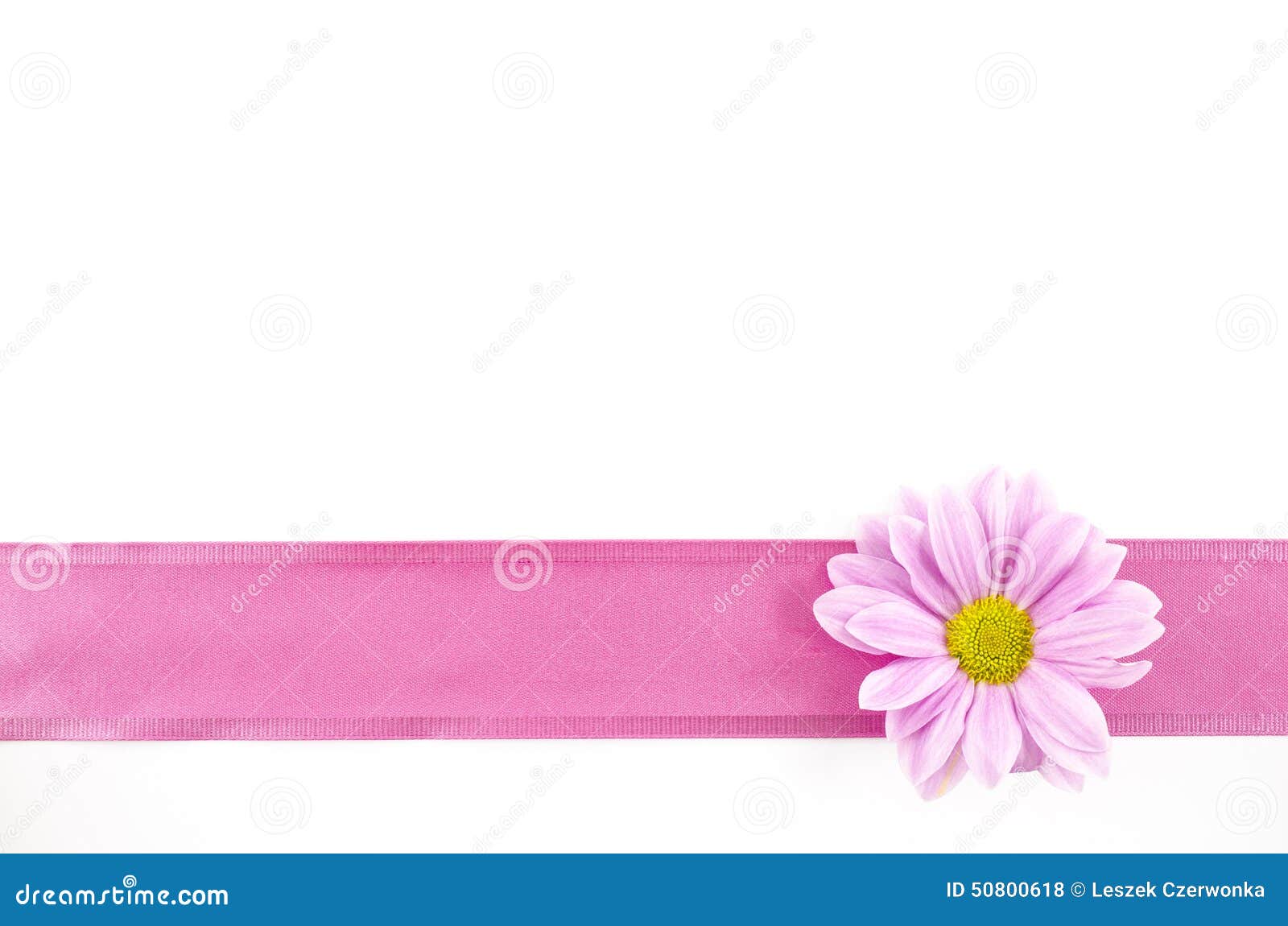 Empty Postcard Background With Oxeye Daisy Flower And Pink Ribbon ...