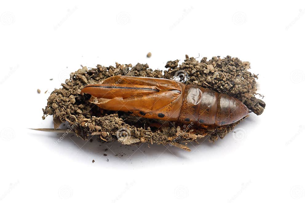 Empty Pupa Cocoon Macro. Oleander Hawk-moth or Daphnis Nerii Stock ...