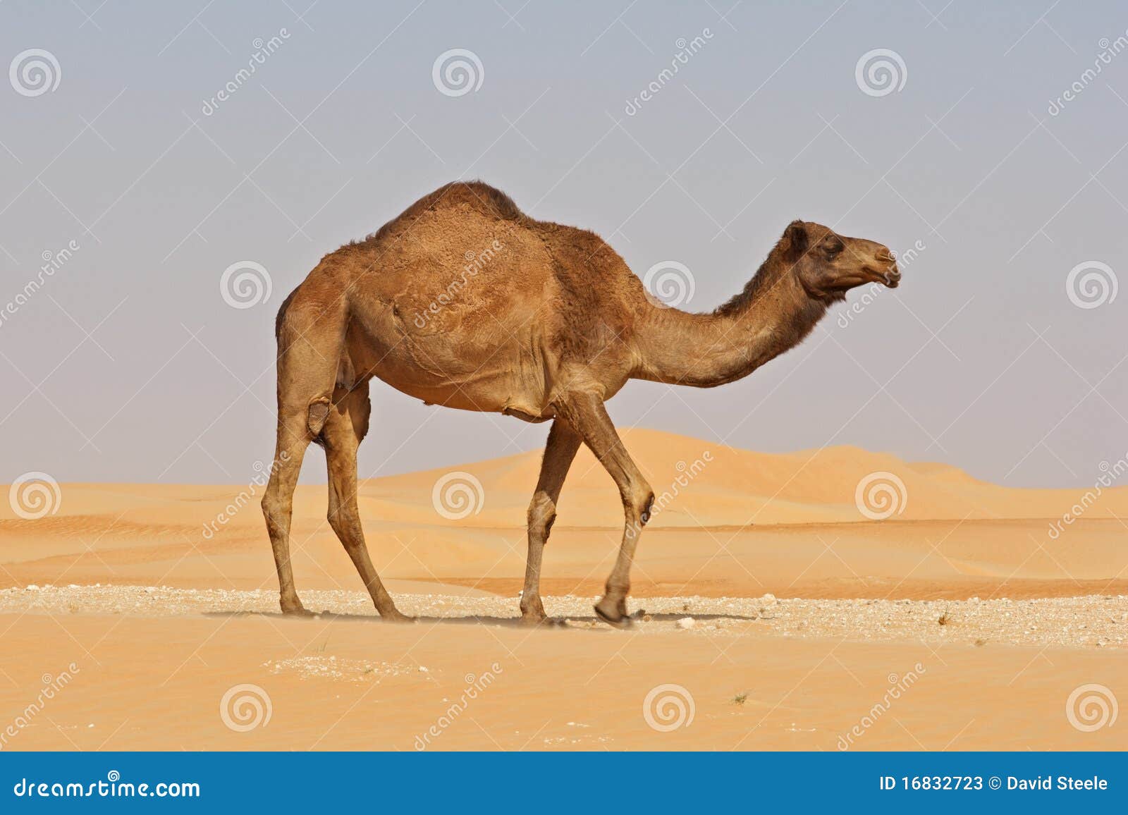 Empty Quarter Camel stock image. Image of empty, khali - 16832723