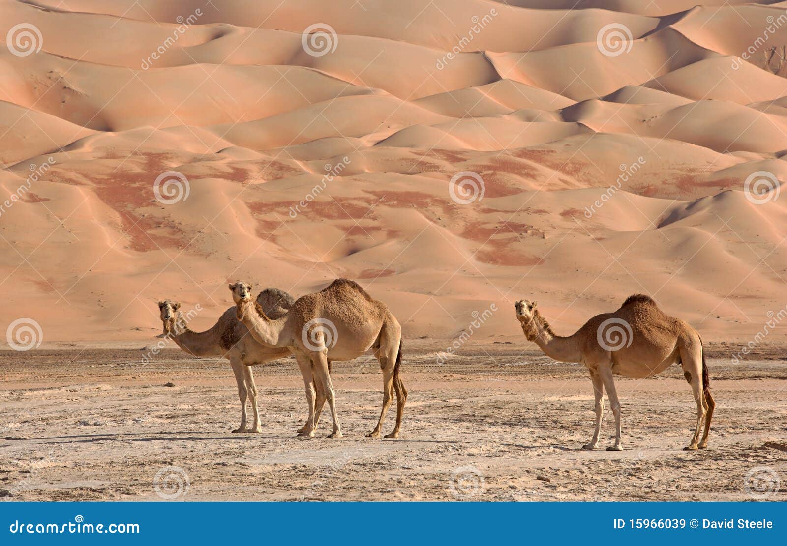 Empty Quarter Camels stock image. Image of camel, dubai - 15966039