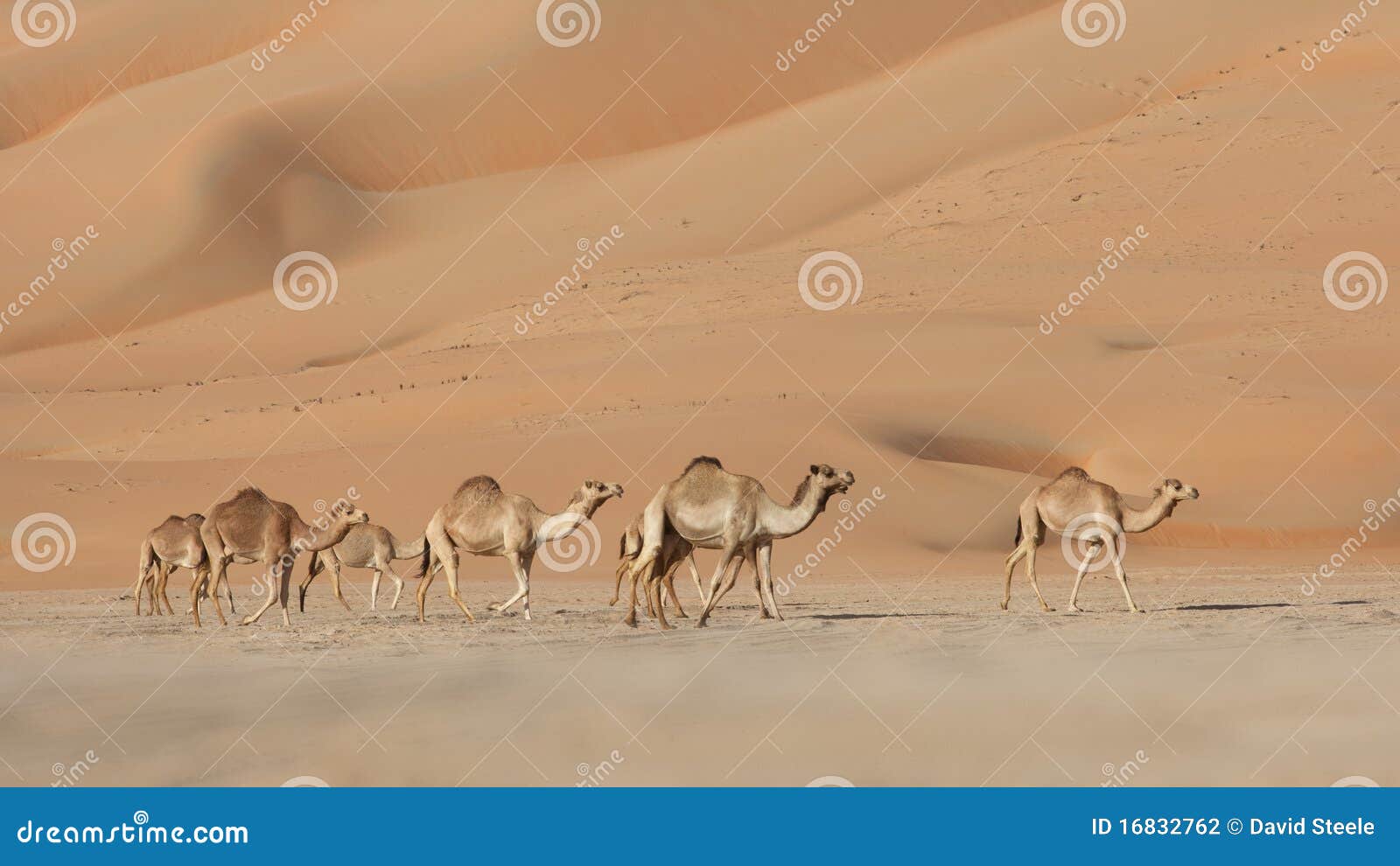 Empty Quarter Camels stock photo. Image of middle, tranquil - 16832762