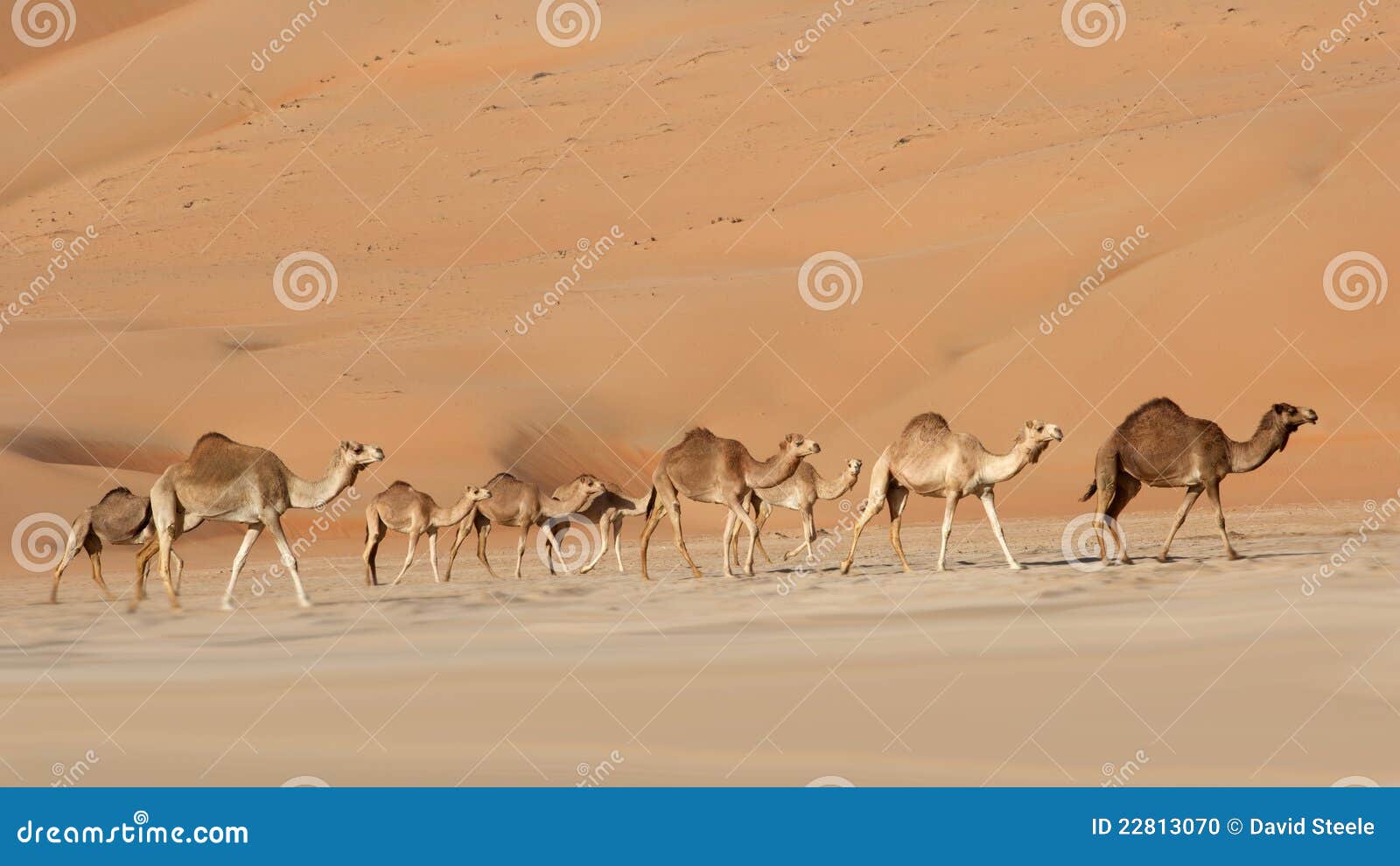 Empty Quarter Camels stock photo. Image of remote, peninsula - 22813070