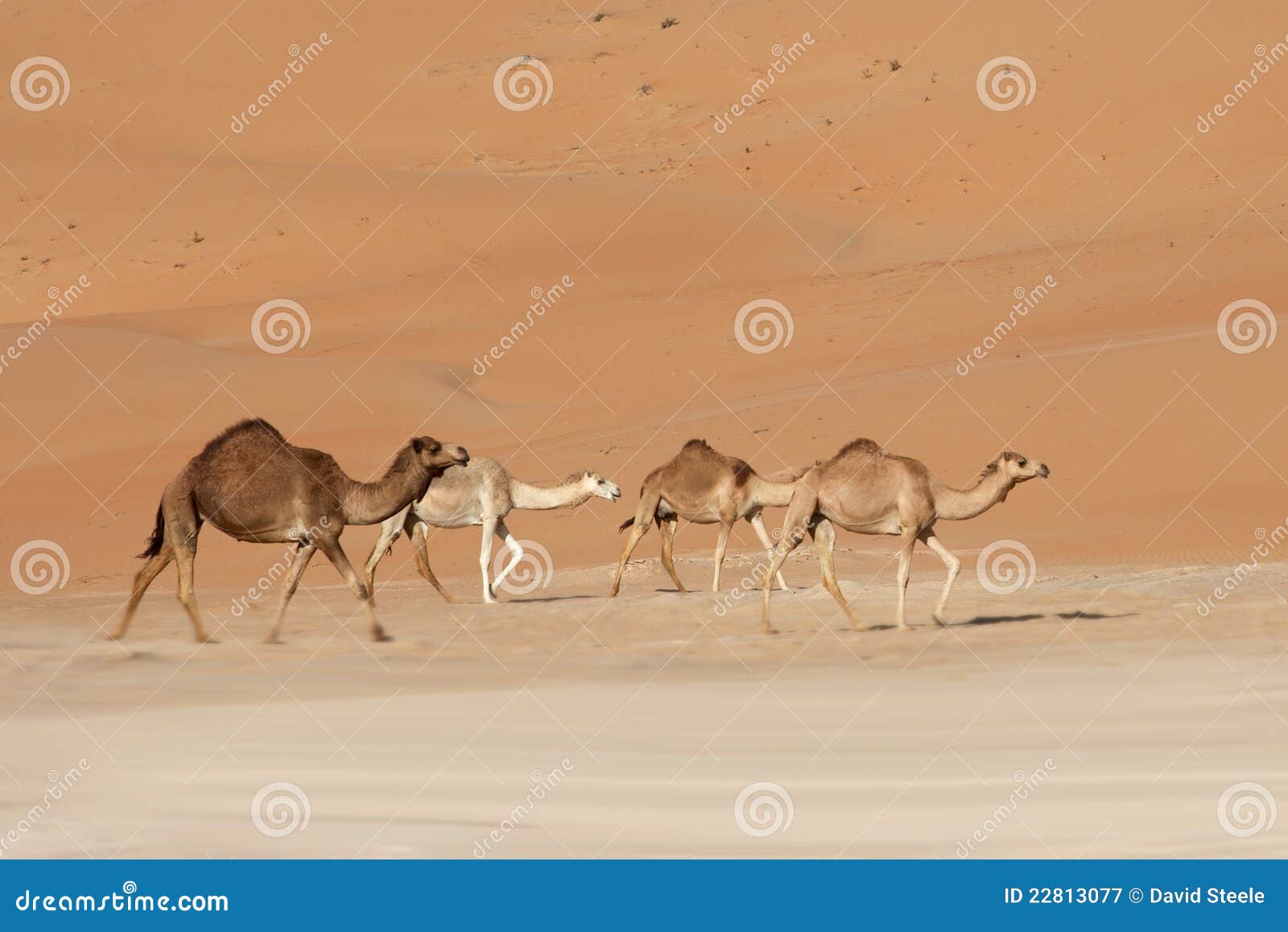 Empty Quarter Camels stock image. Image of oman, arabian - 22813077