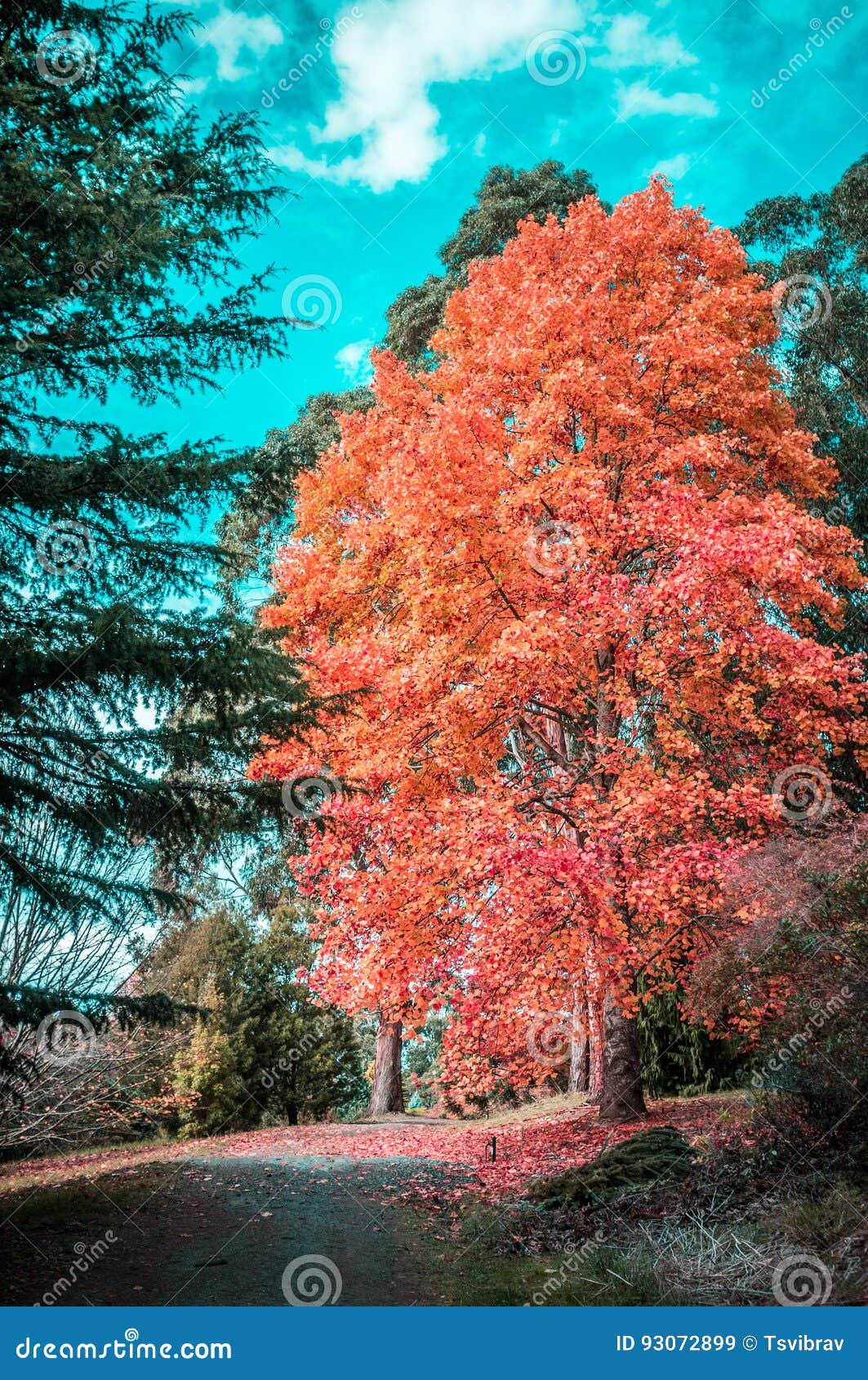 Empty Quiet Walkway Under Beautiful Orange Tree in Autumn. Melbourne ...