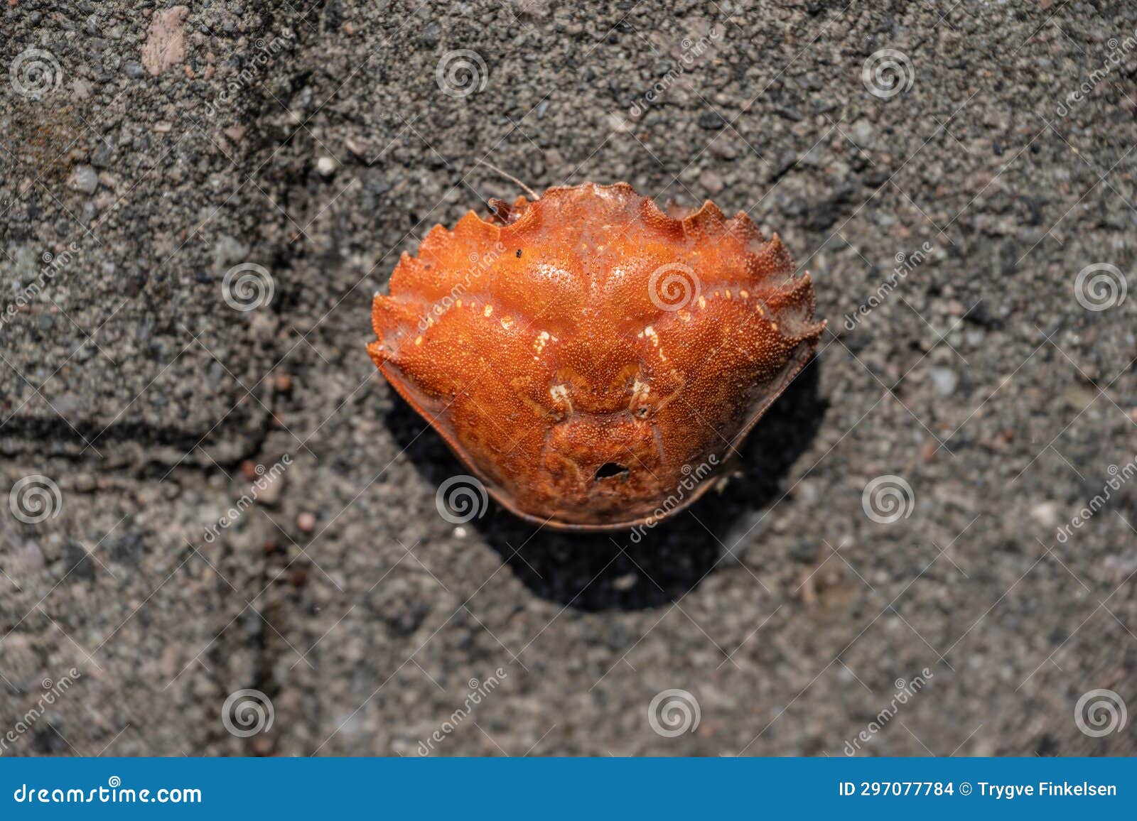 Empty Red Crab Shell on Stone Floor.. Stock Photo - Image of surface ...