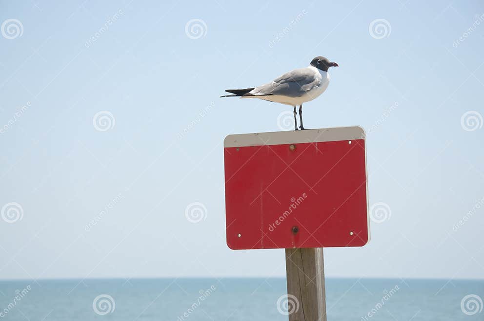 Empty Red and White Sign with Sea Gull Stock Photo - Image of seascape ...
