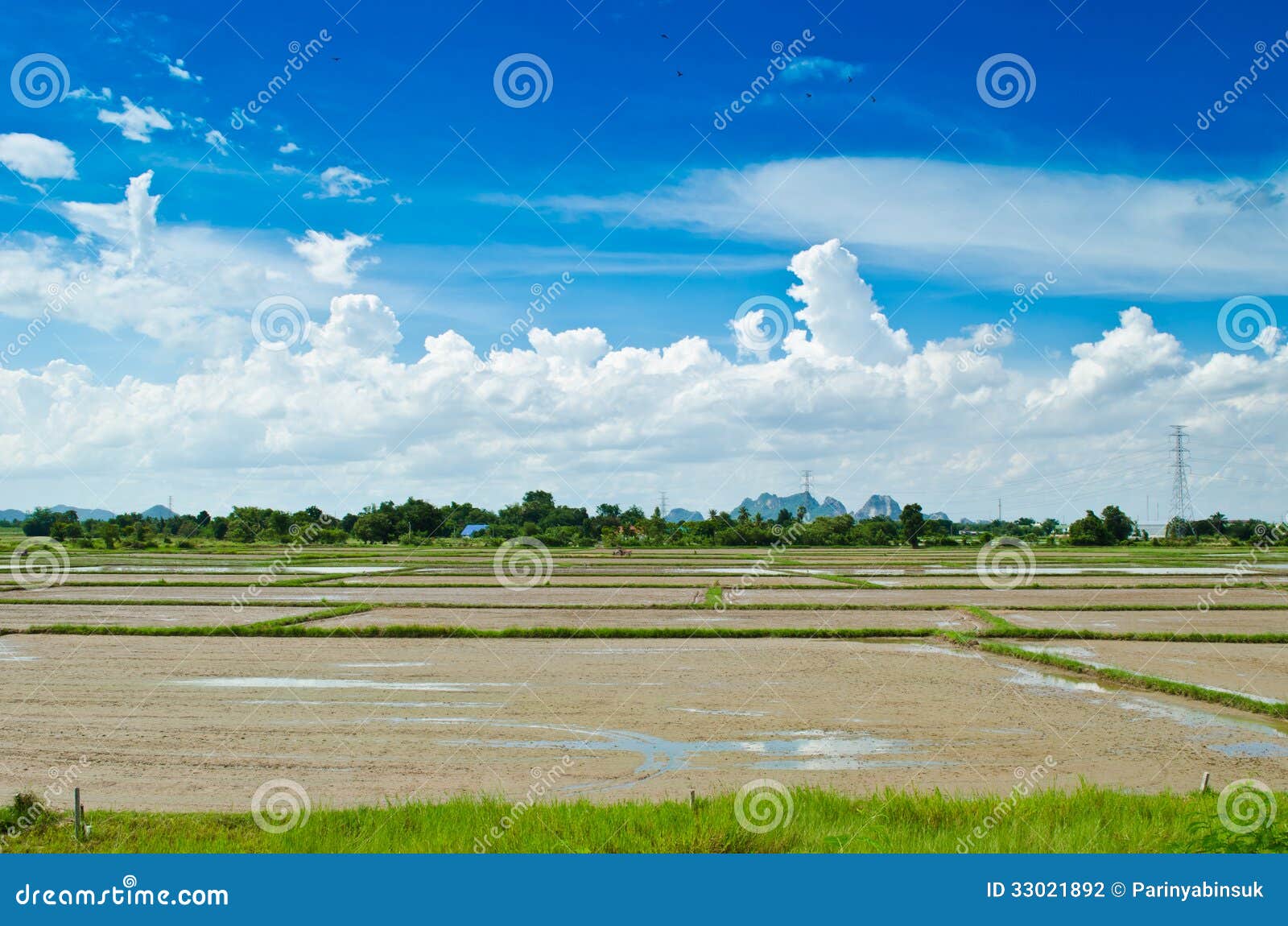 Empty rice field stock photo. Image of empty, agriculture - 33021892