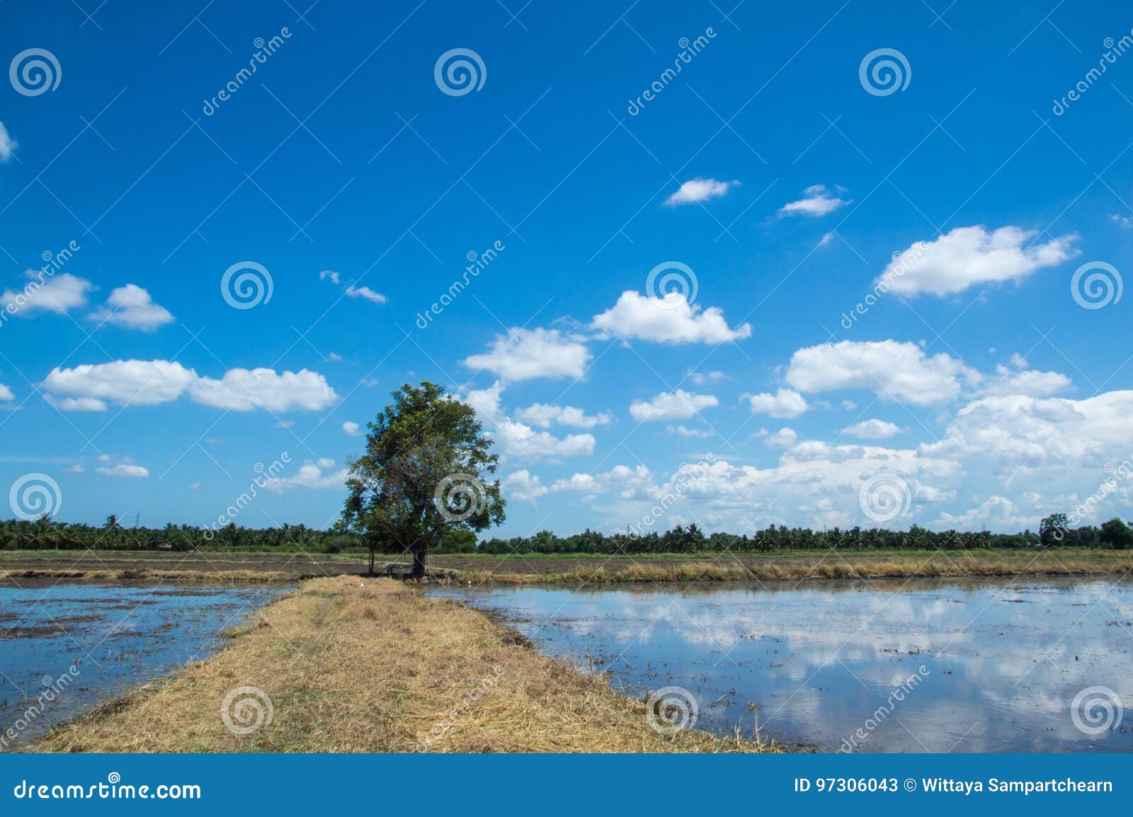 Empty rice field stock image. Image of paddy, beautiful - 97306043