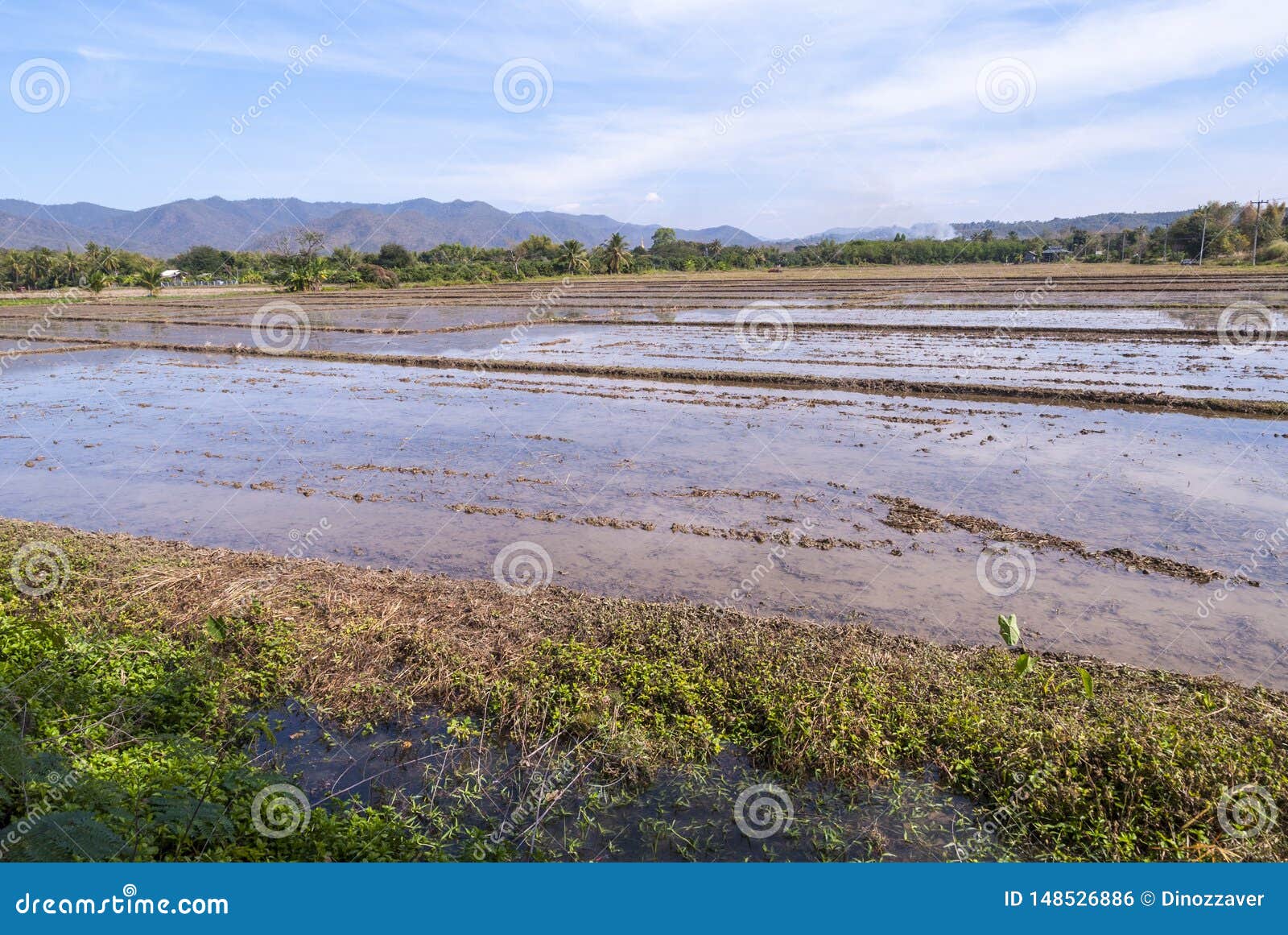 Empty Rice Paddies, Thailand Stock Photo - Image of rice, culture ...