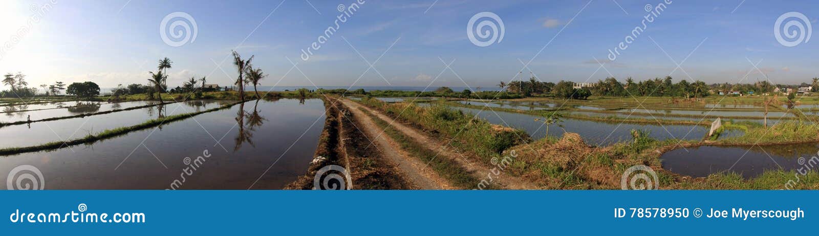 Empty Rice Paddy Fields Fresh with Water Panorama Stock Photo - Image ...