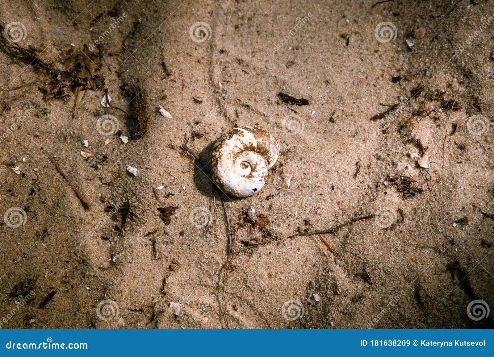 Empty River Snail Shell on Dirty Sand Stock Image - Image of sandy ...