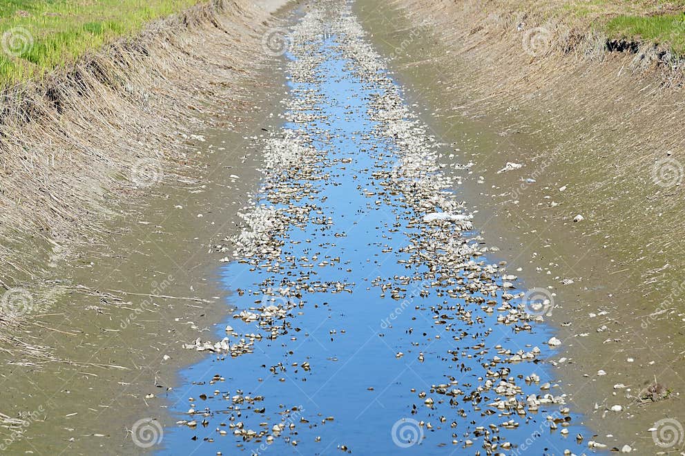Empty Riverbed Irrigation Ditch without Water . Stock Image - Image of ...