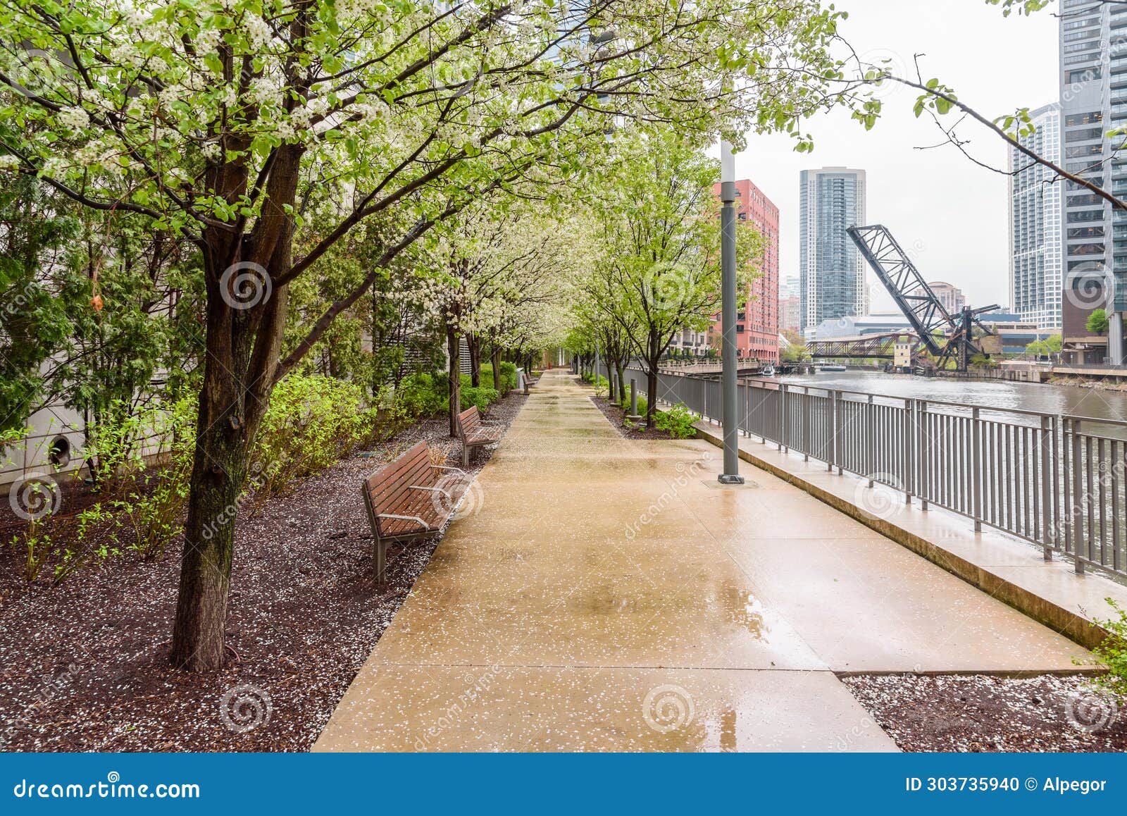 Empty Riverside Footpath Lined with Trees and Wooden Benches Stock ...
