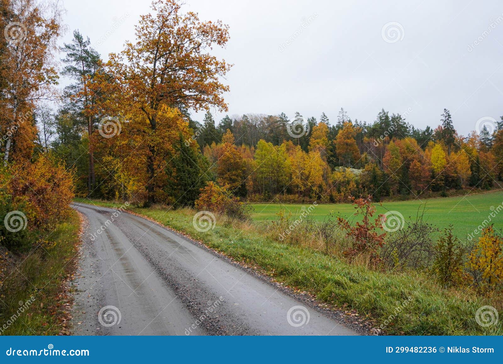 Empty Road Along Trees during Autumn Stock Photo - Image of side ...