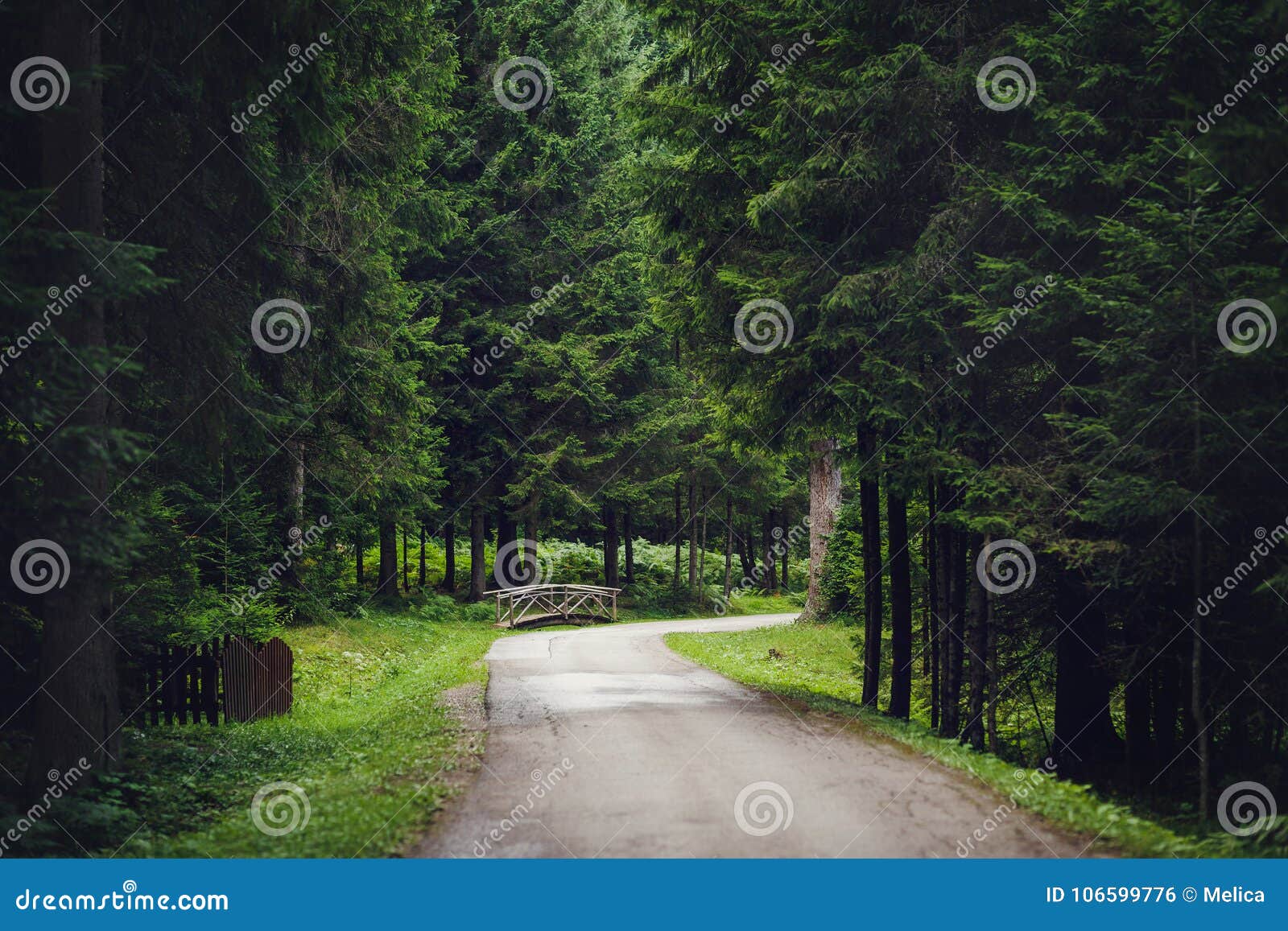 Empty Road Along Trees in Forest Stock Photo - Image of daylight ...