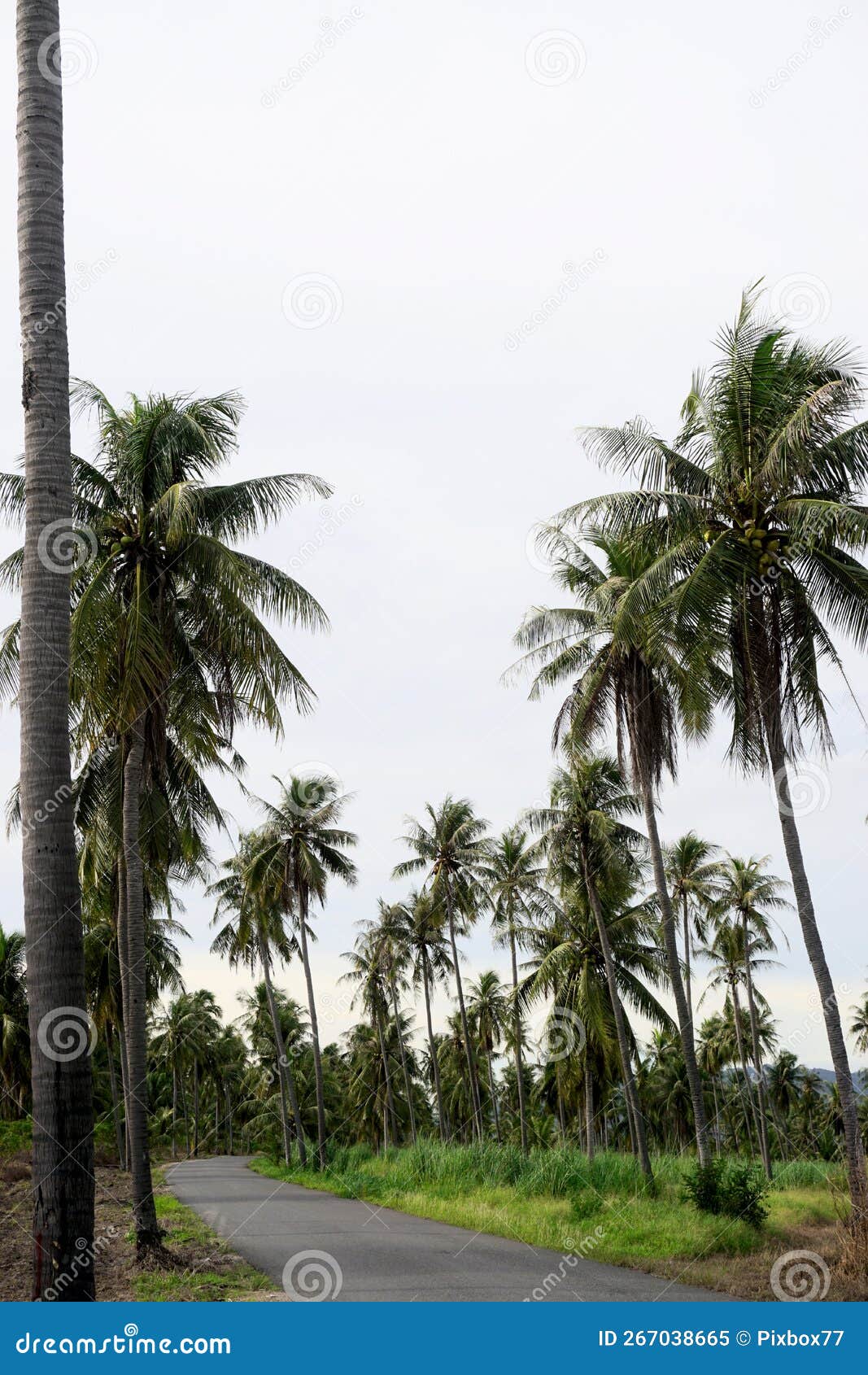 Empty Road in Farm with Coconut Tree Stock Image - Image of coconut ...
