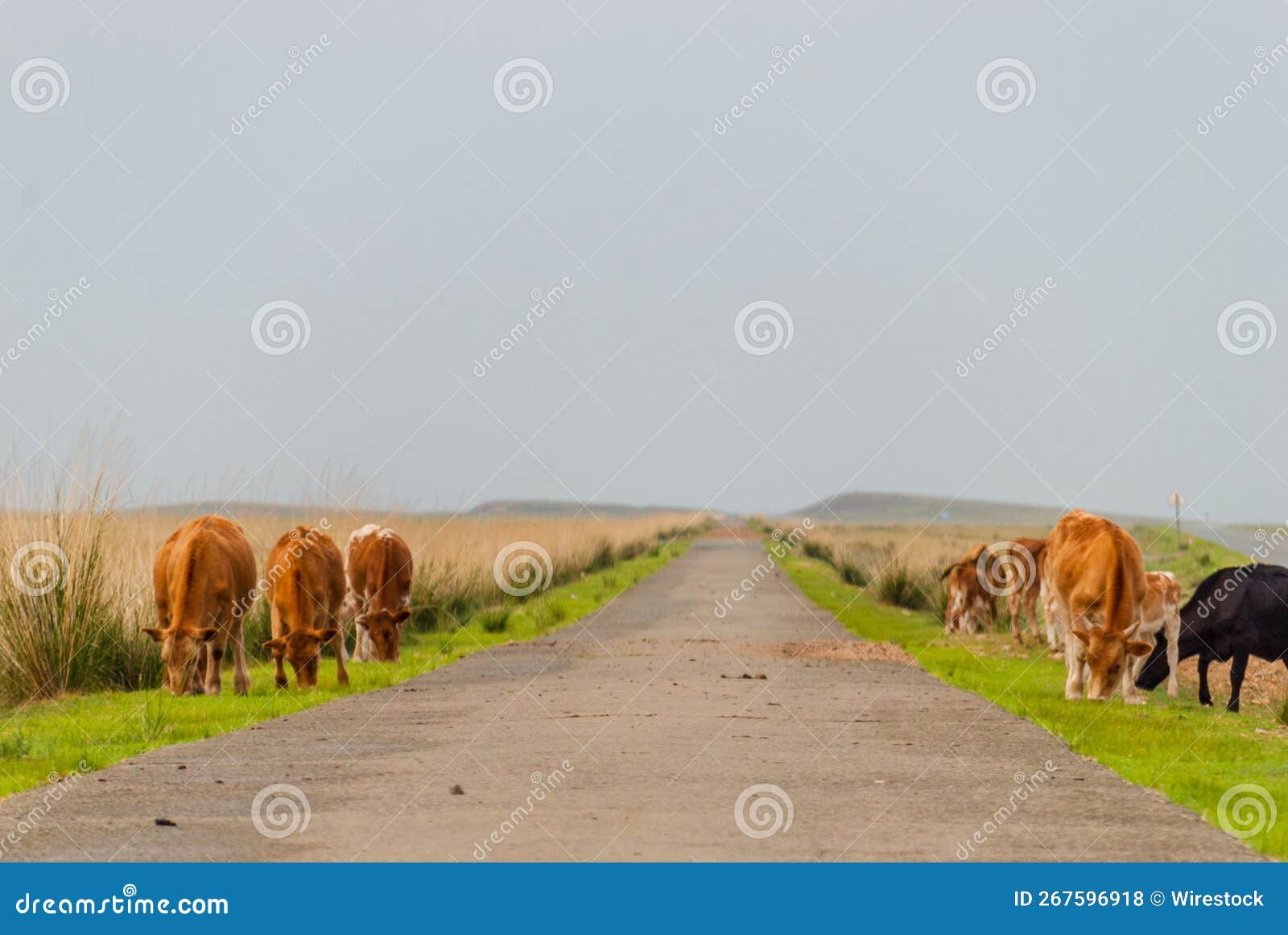 Empty Road through the Fields with Cows Grazing on Grass Stock Photo ...