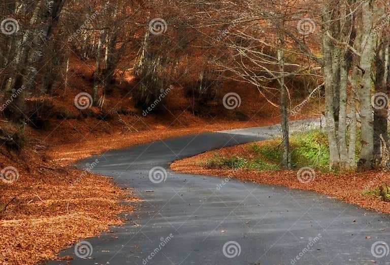 An Empty Road in the Forest Stock Image - Image of composition, nature ...