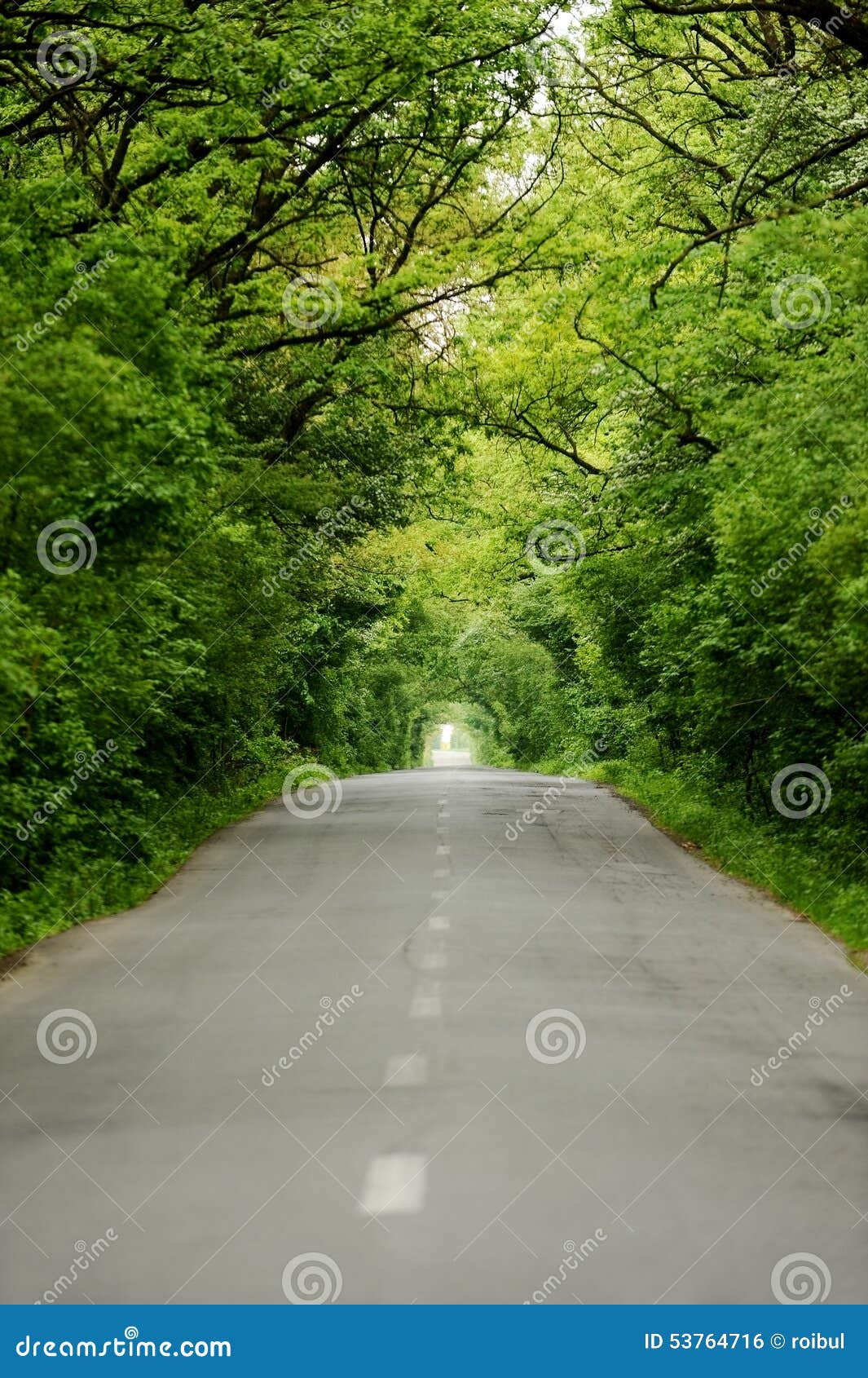 Empty Road through the Forest Stock Photo - Image of shadow, nature ...